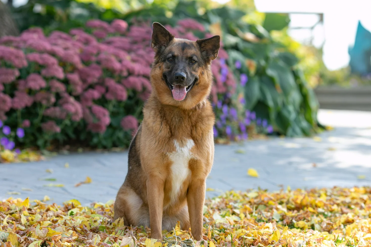 Riley — Dog Tales Rescue and Sanctuary
