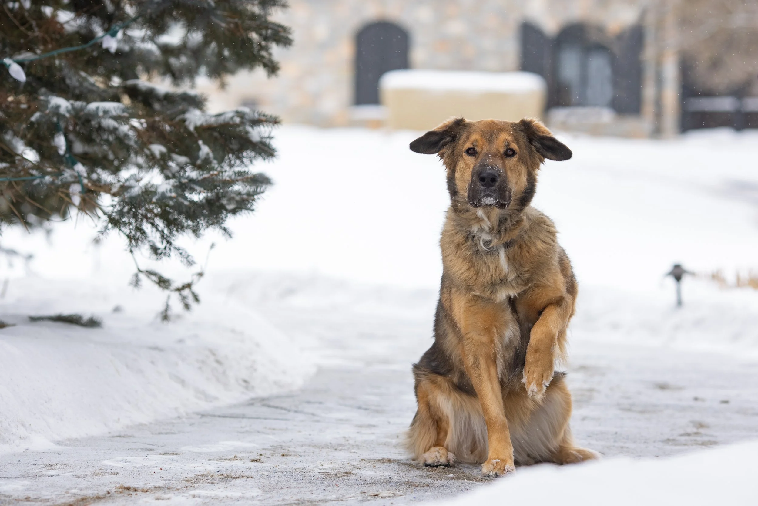 Barron — Dog Tales Rescue and Sanctuary