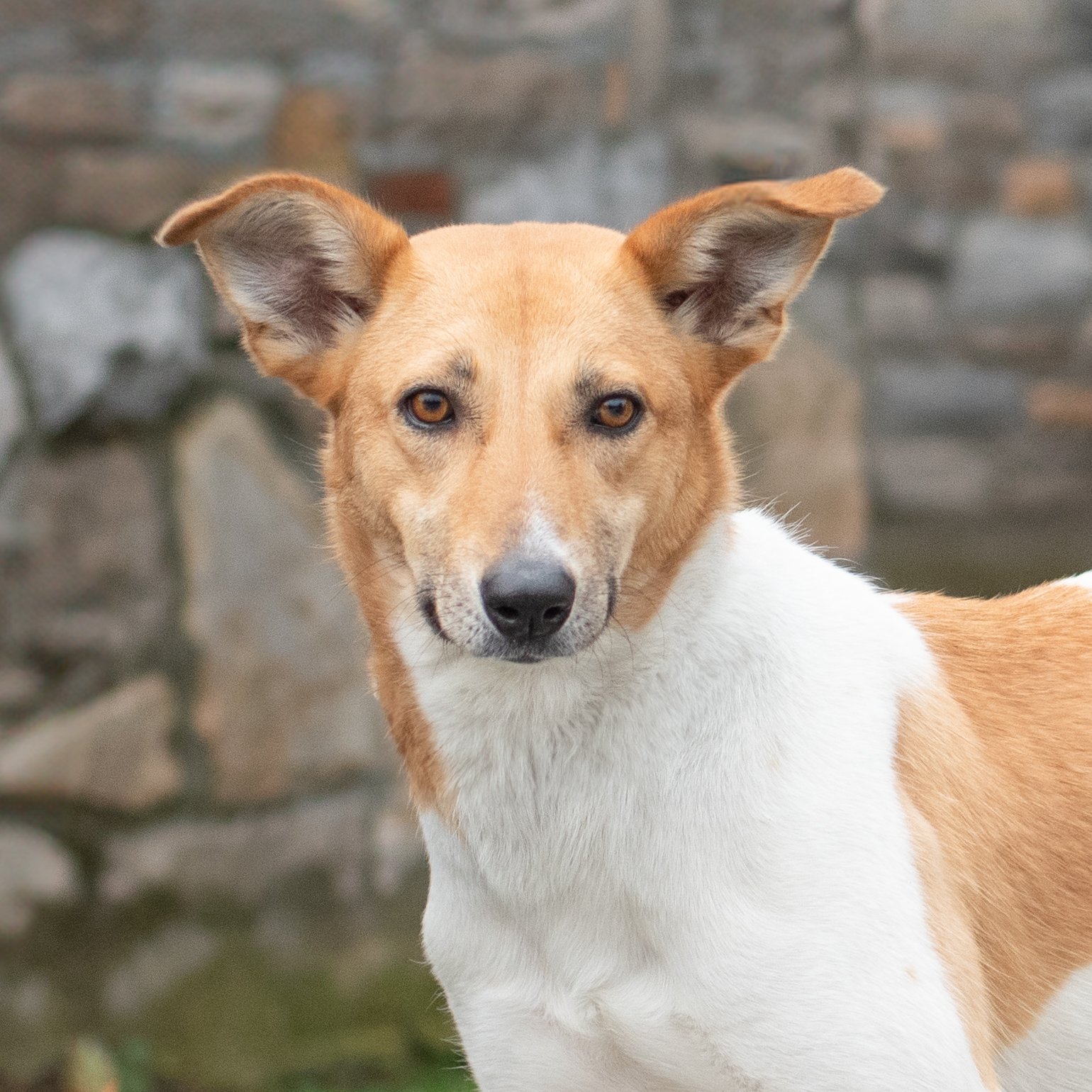 Adoptable Dogs — Dog Tales Rescue and Sanctuary