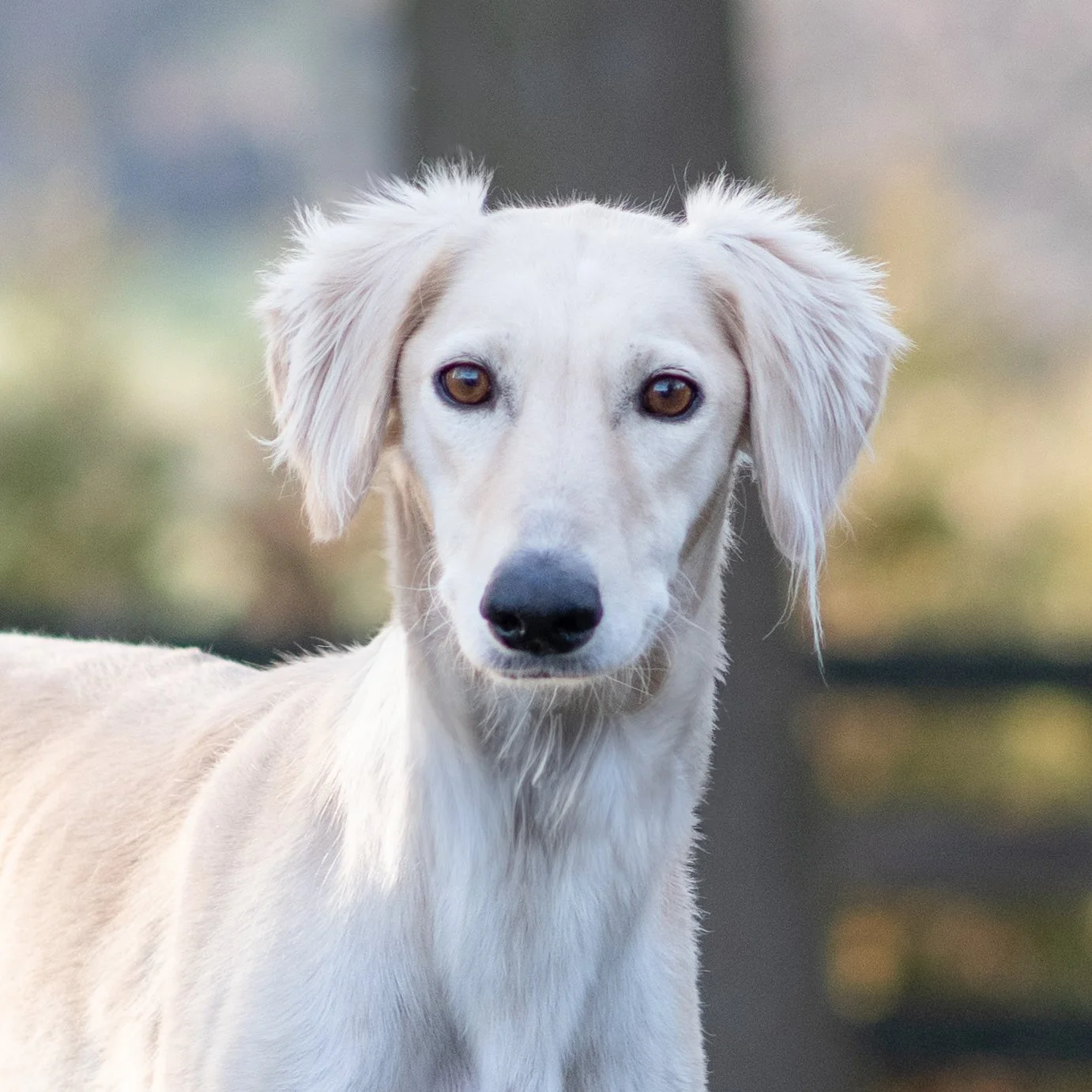 Adoptable Dogs — Dog Tales Rescue and Sanctuary