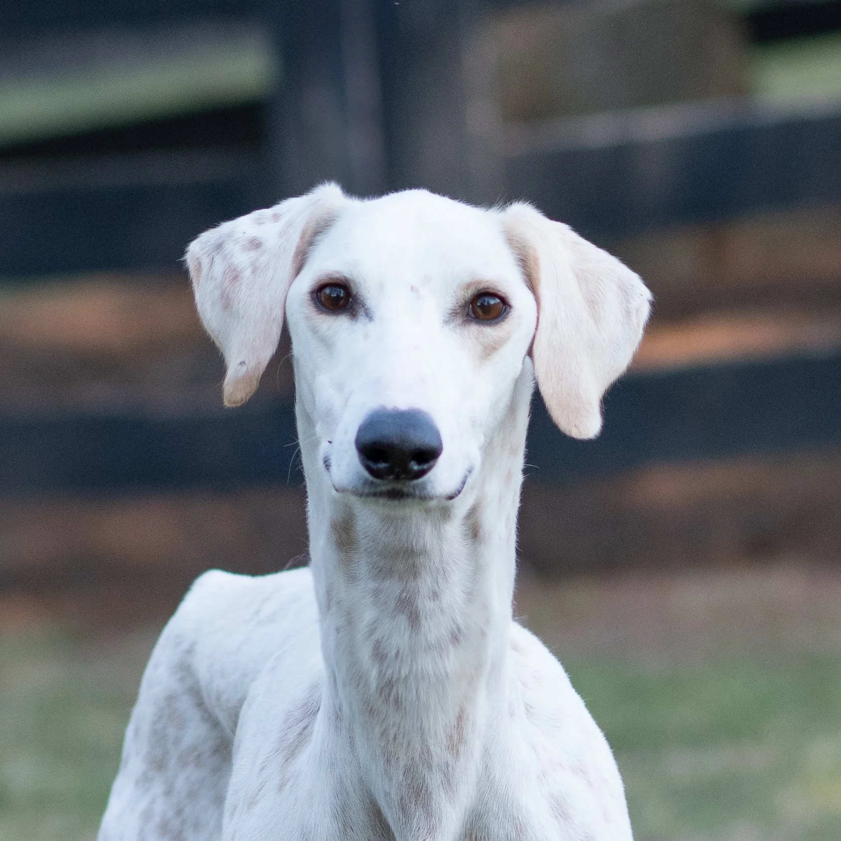 Adoptable Dogs — Dog Tales Rescue and Sanctuary