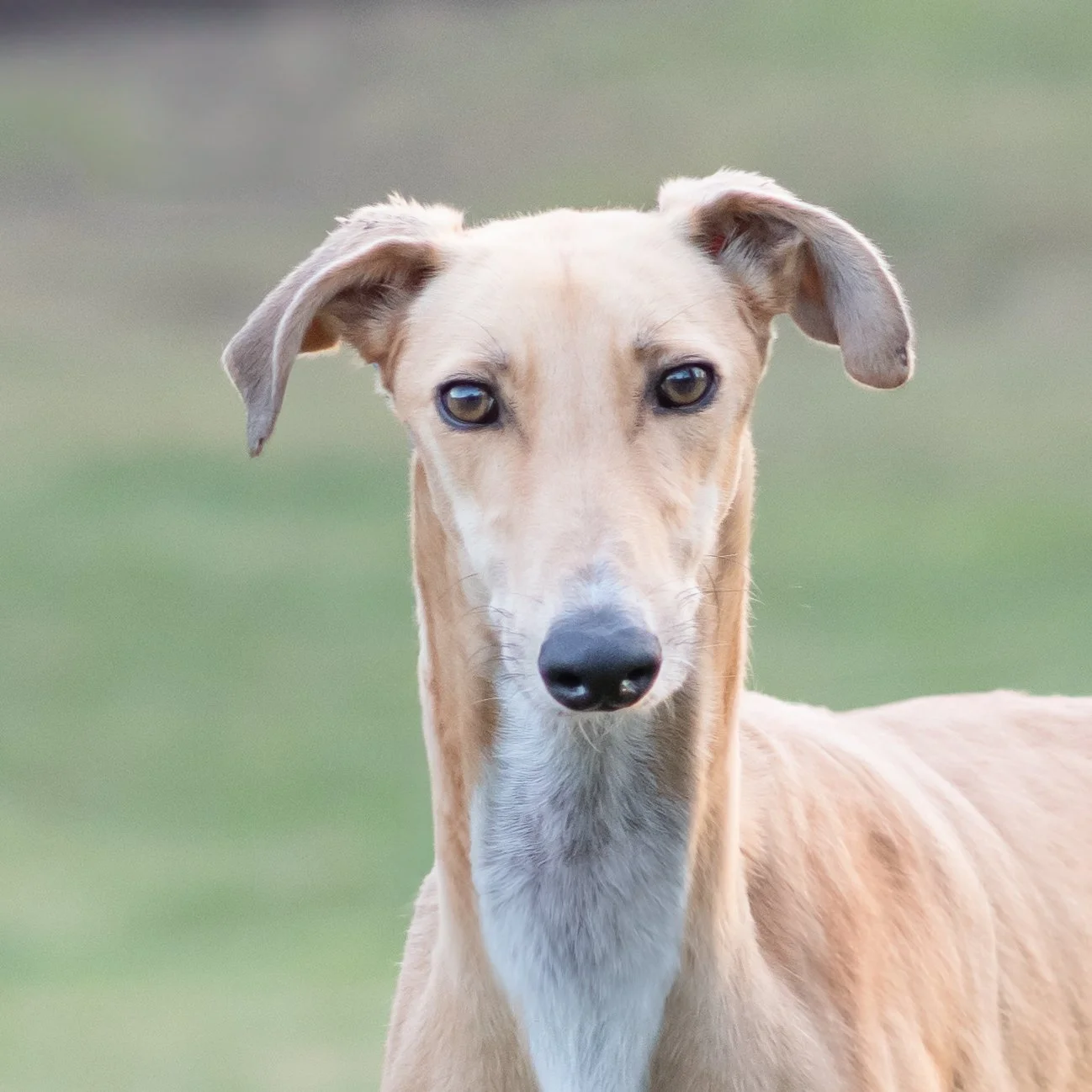 Adoptable Dogs — Dog Tales Rescue and Sanctuary