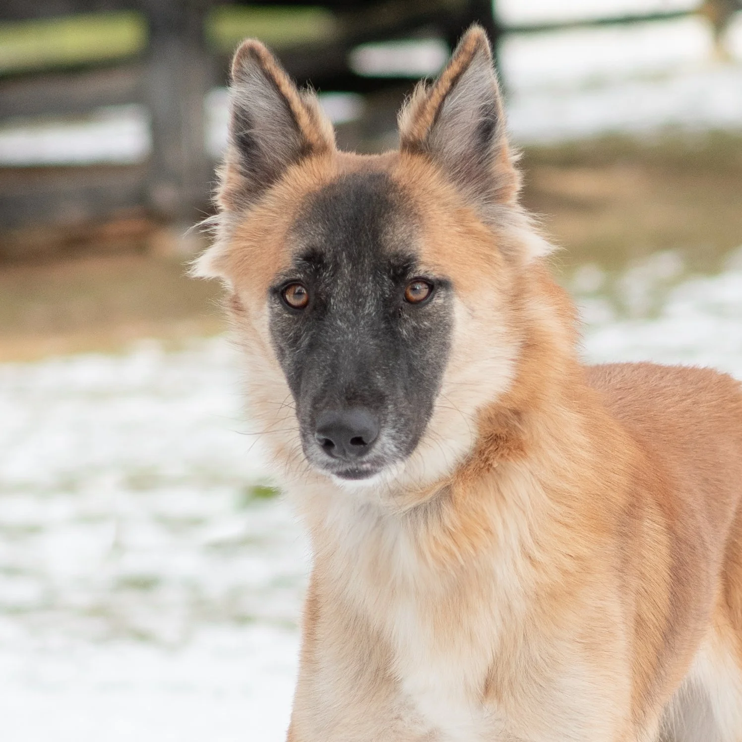 Adoptable Dogs — Dog Tales Rescue and Sanctuary