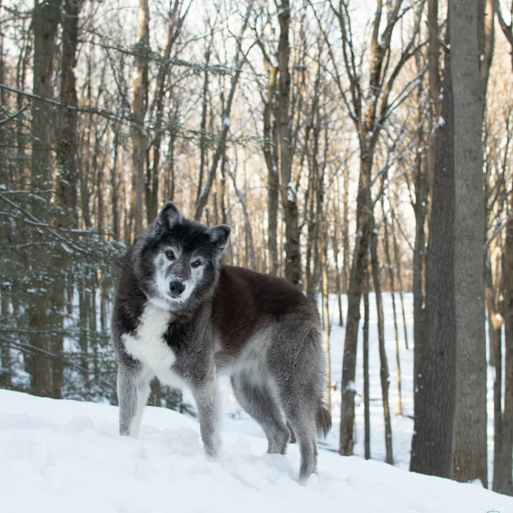 Luna — Dog Tales Rescue and Sanctuary