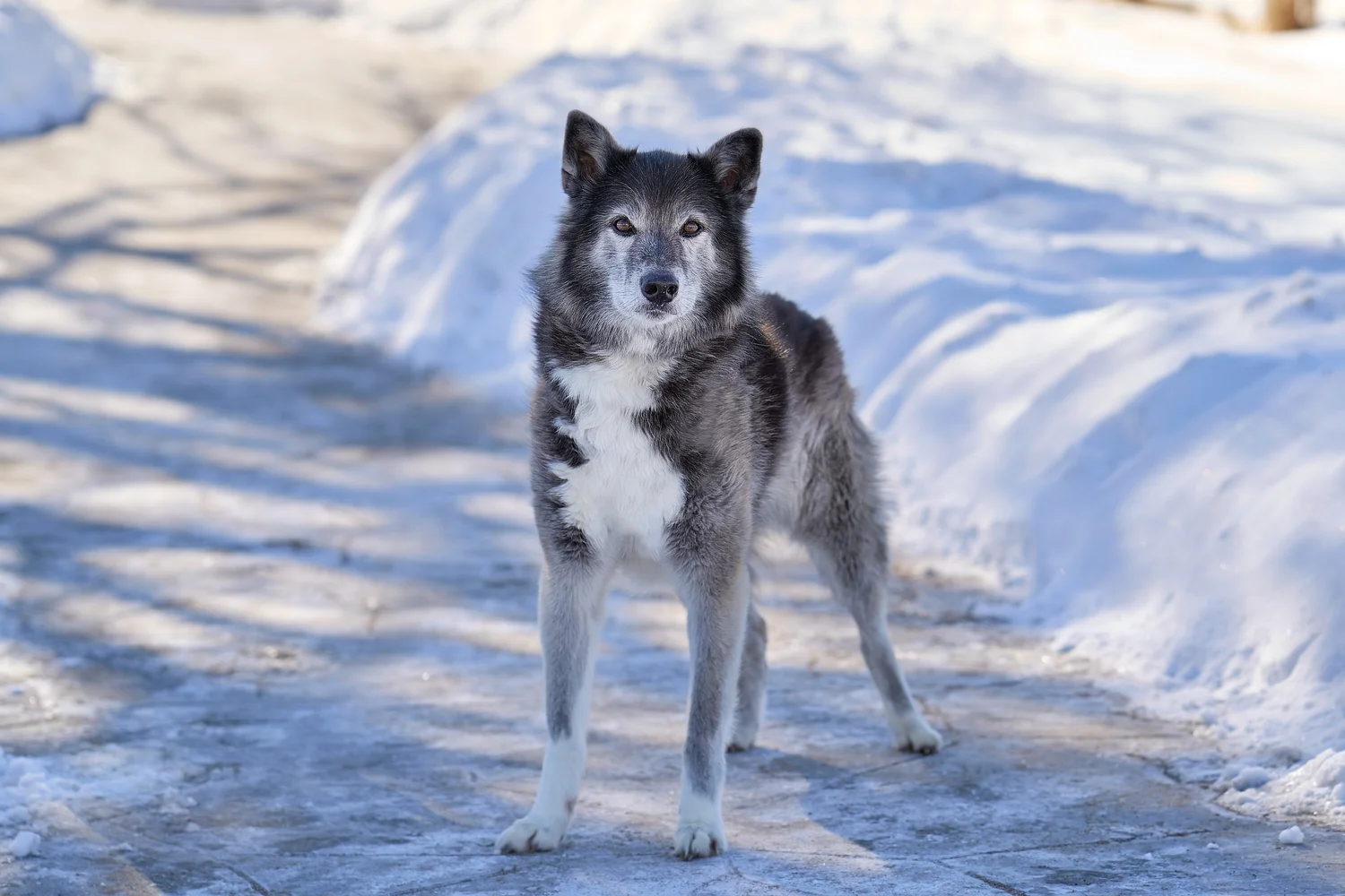 Luna — Dog Tales Rescue and Sanctuary