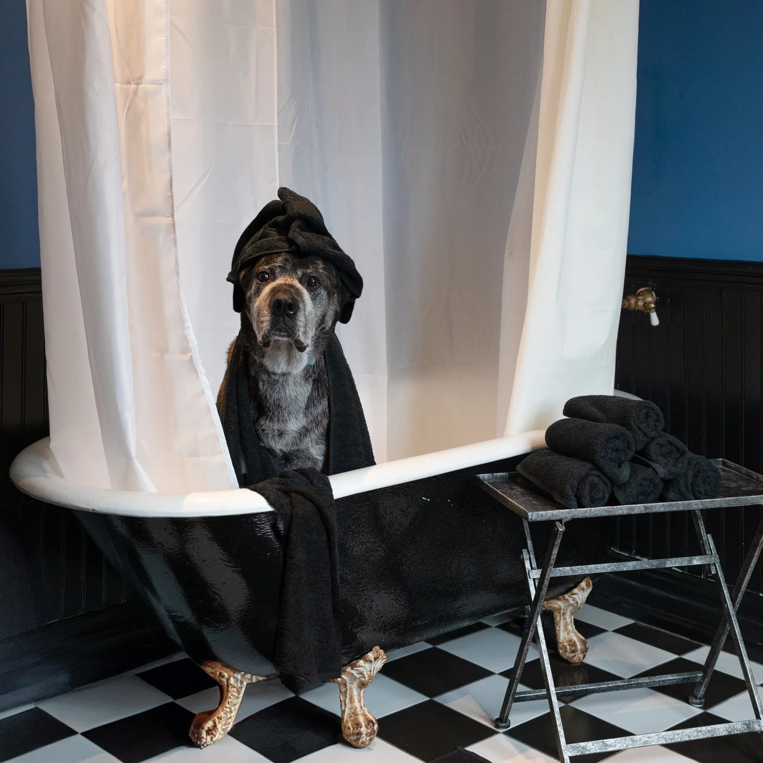 Kodiak — Dog Tales Rescue and Sanctuary