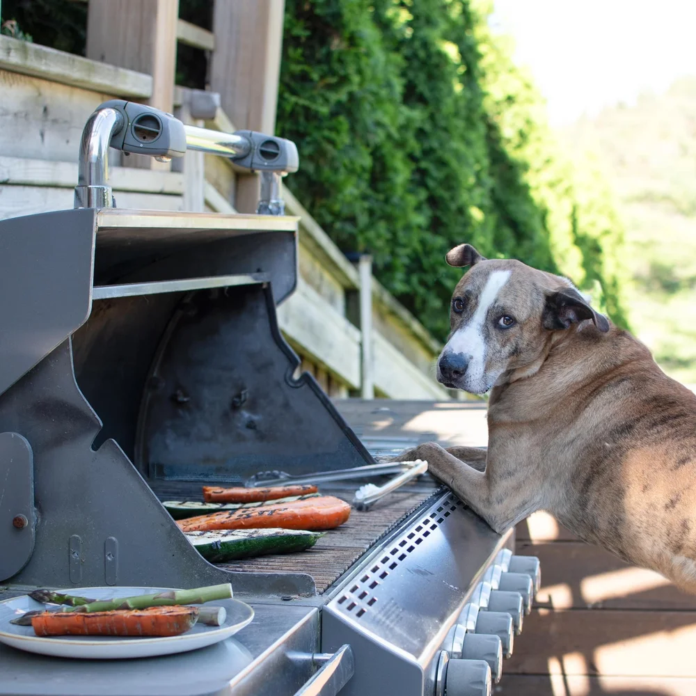 Traye — Dog Tales Rescue and Sanctuary