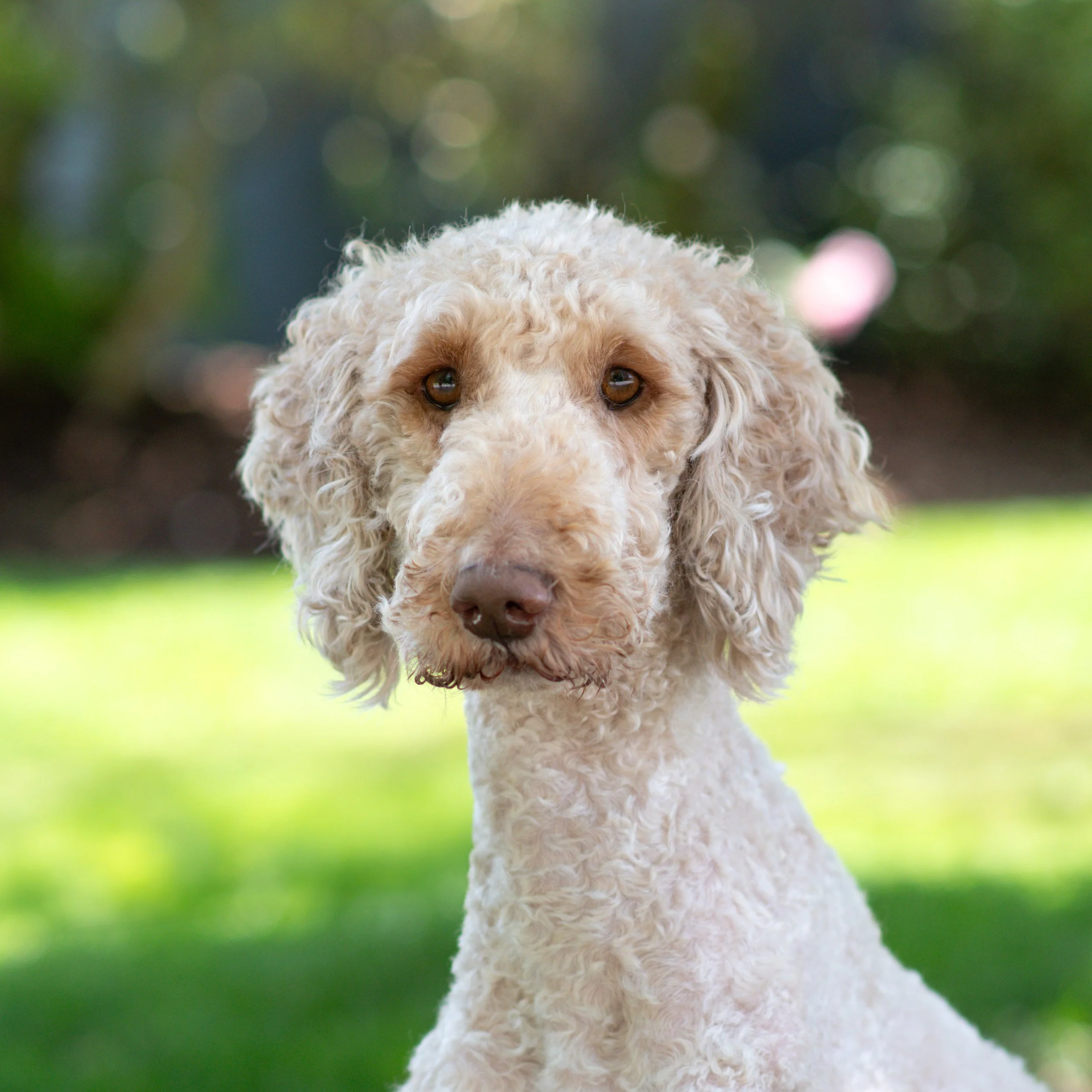 Adoptable Dogs — Dog Tales Rescue and Sanctuary