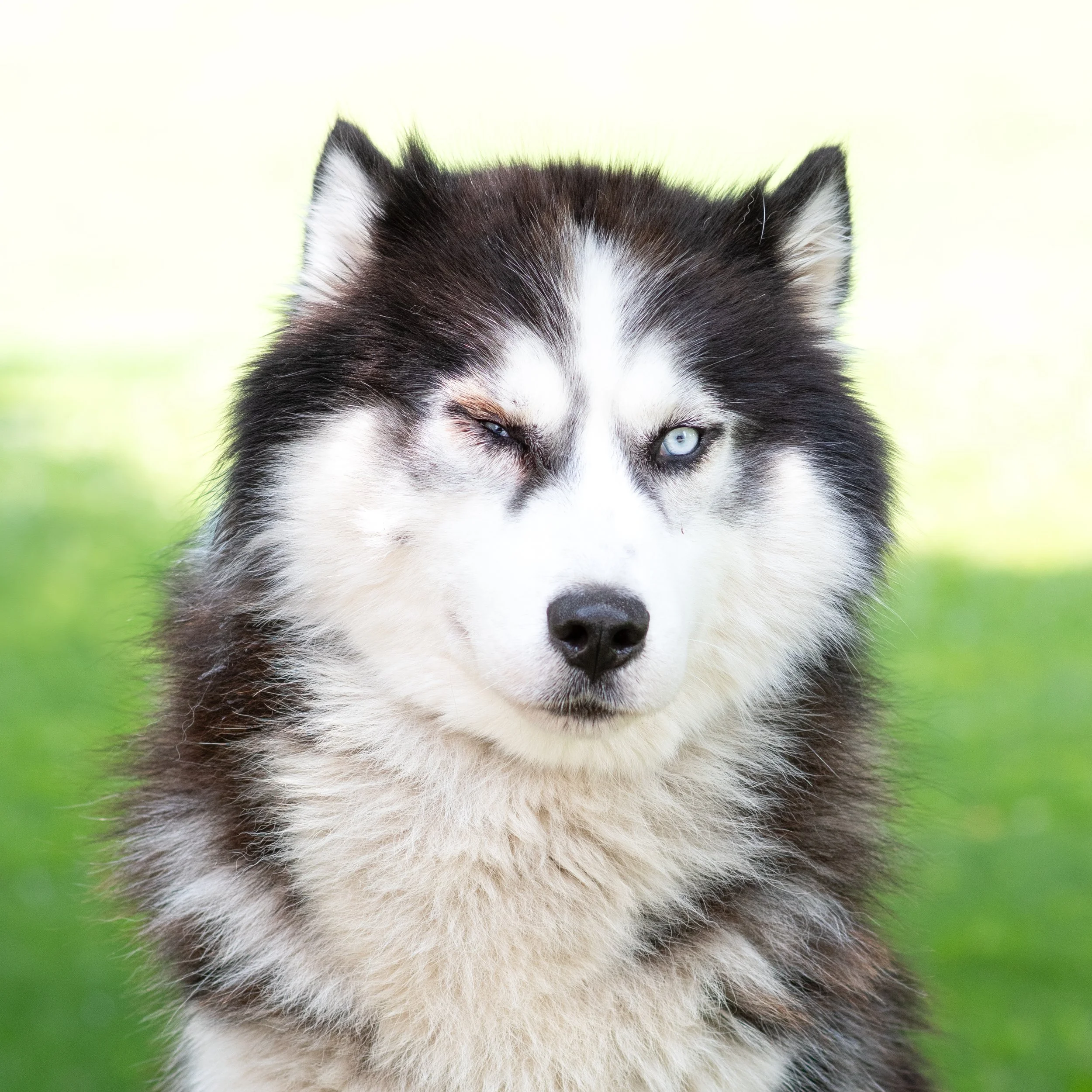 Adoptable Dogs — Dog Tales Rescue and Sanctuary