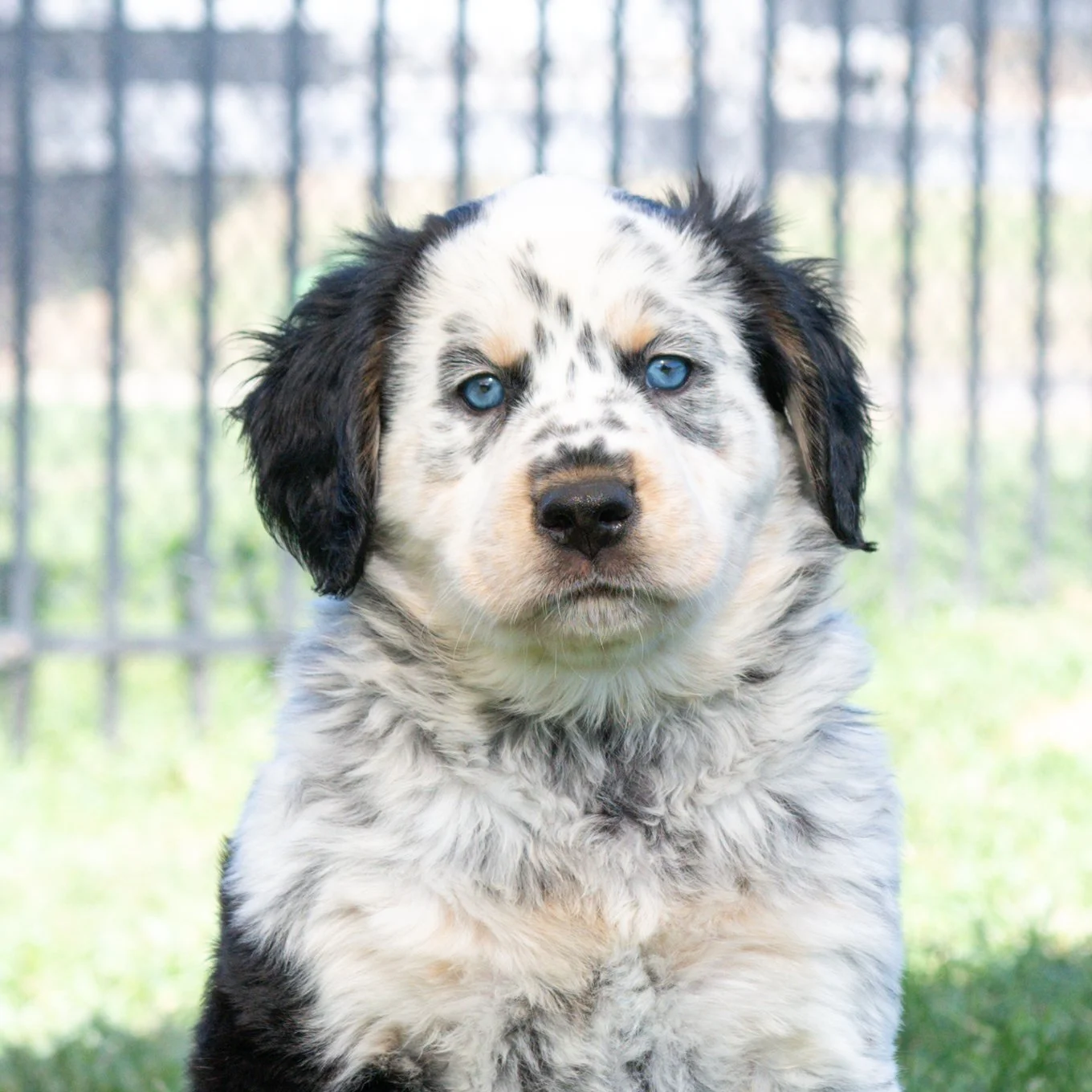 Adoptable Dogs — Dog Tales Rescue and Sanctuary