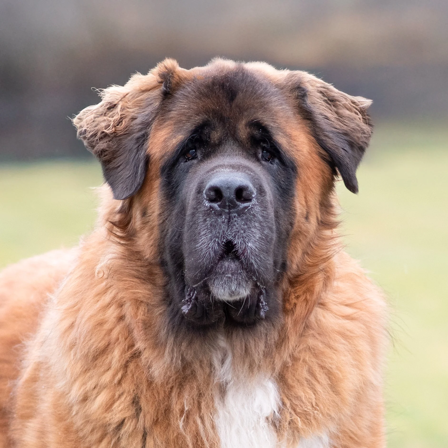 Adoptable Dogs — Dog Tales Rescue and Sanctuary