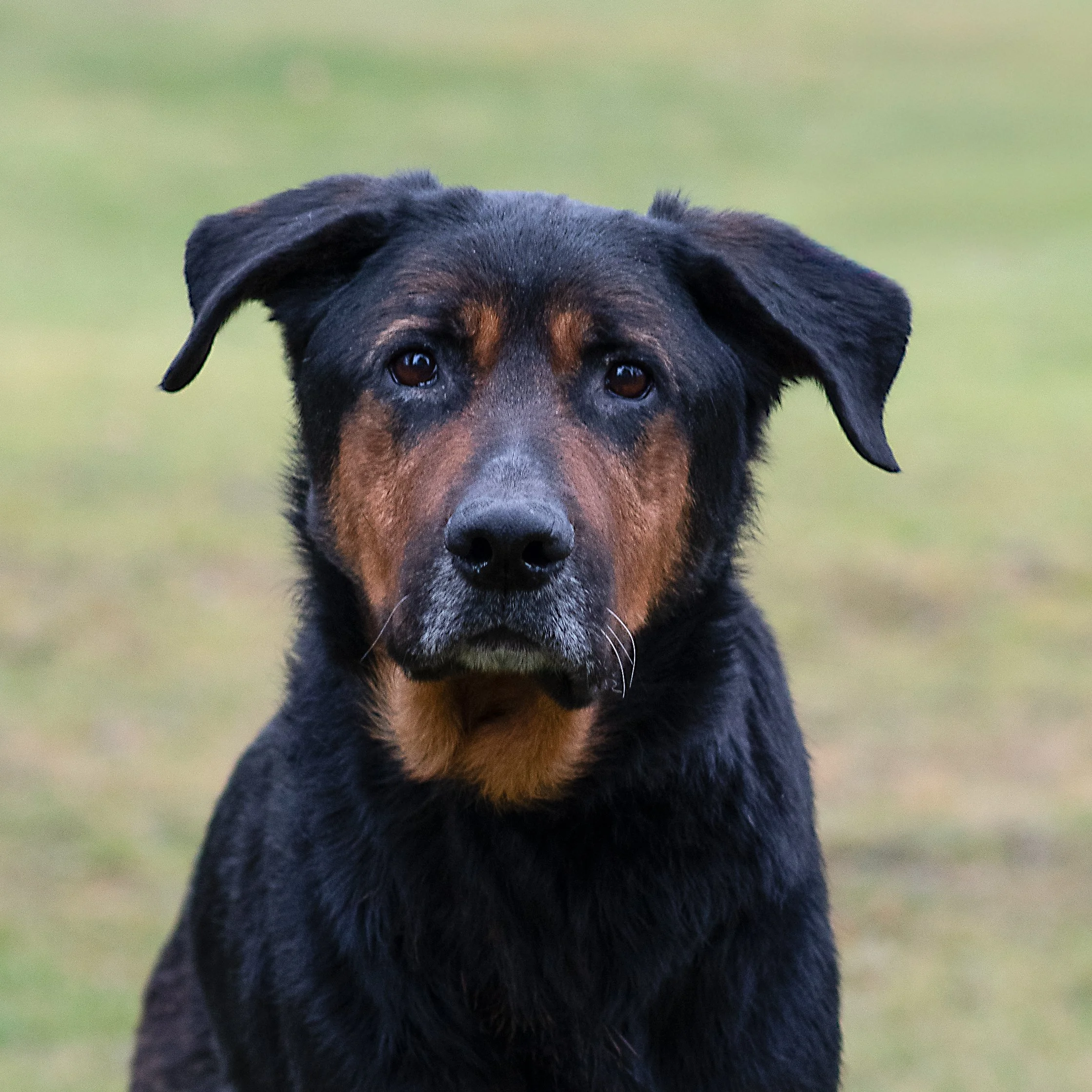 Adoptable Dogs — Dog Tales Rescue and Sanctuary