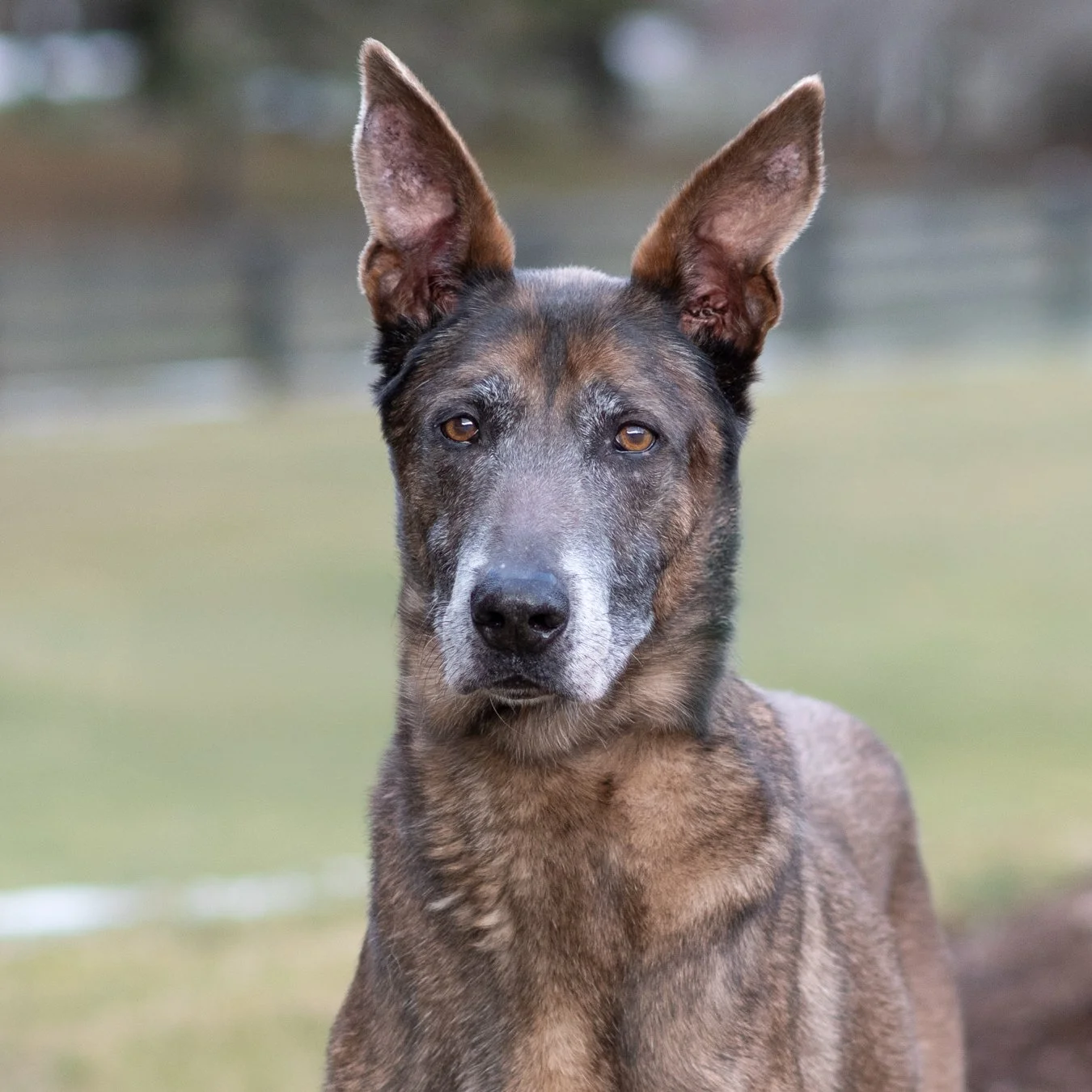 Adoptable Dogs — Dog Tales Rescue and Sanctuary