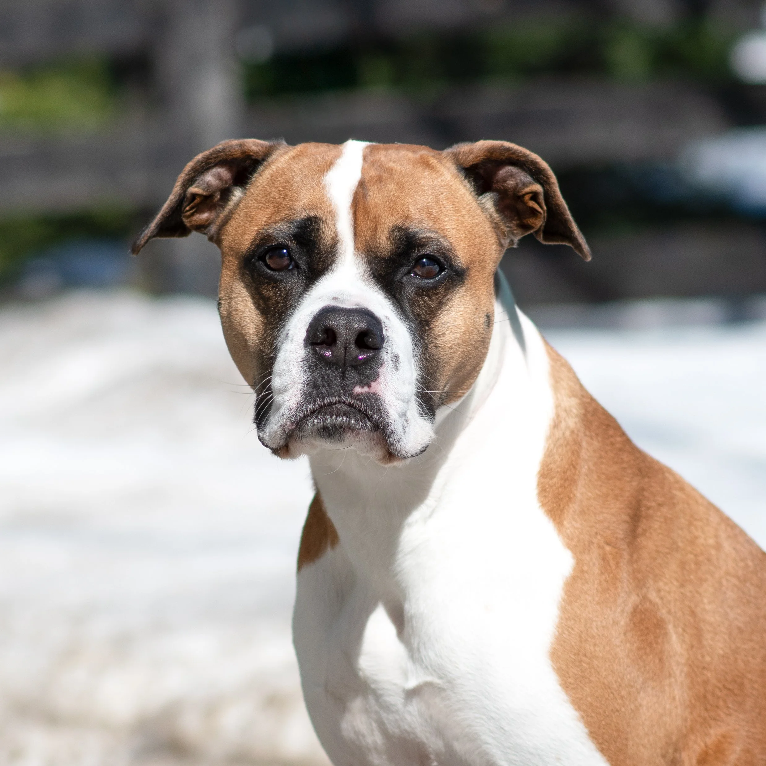 Adoptable Dogs — Dog Tales Rescue and Sanctuary