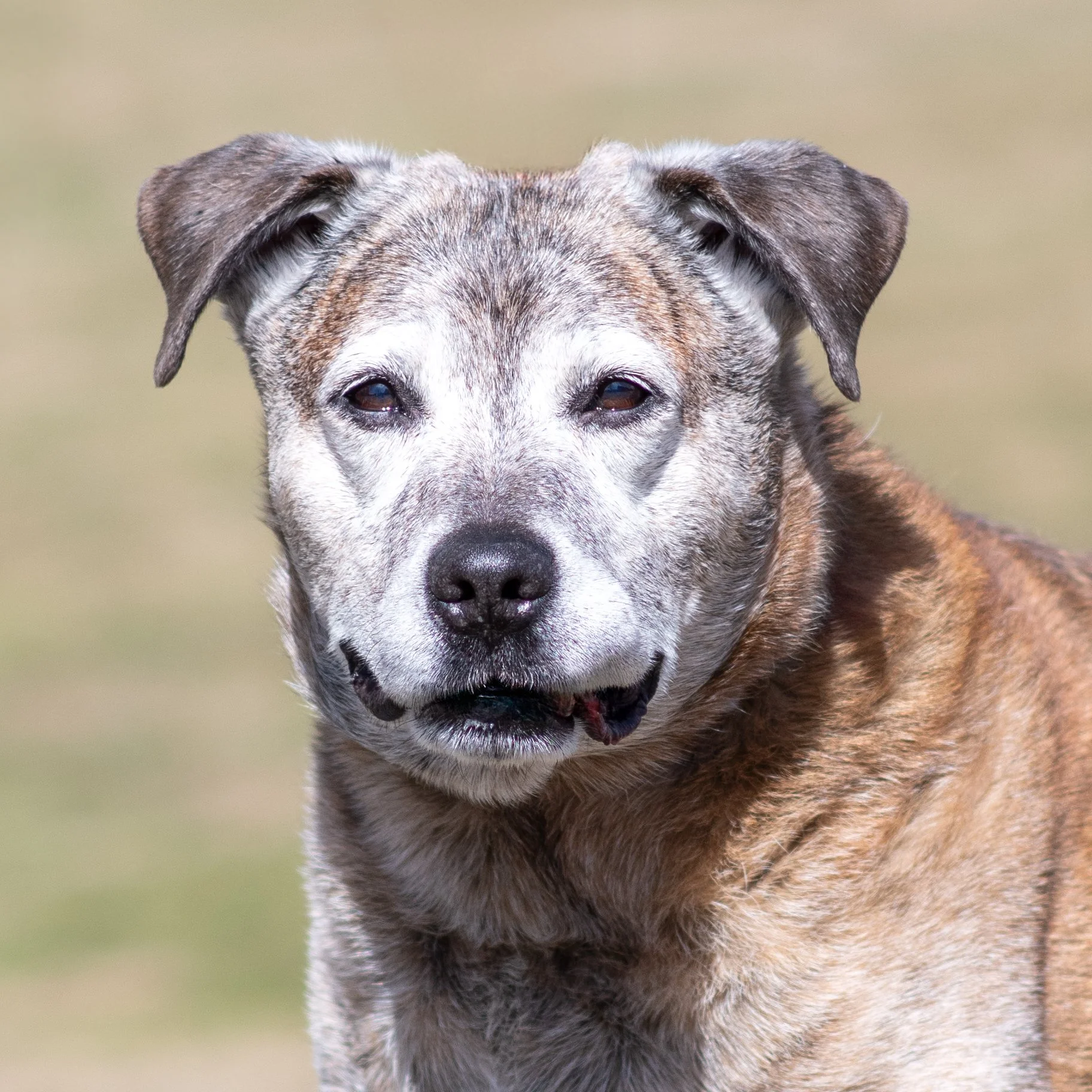 Adoptable Dogs — Dog Tales Rescue and Sanctuary