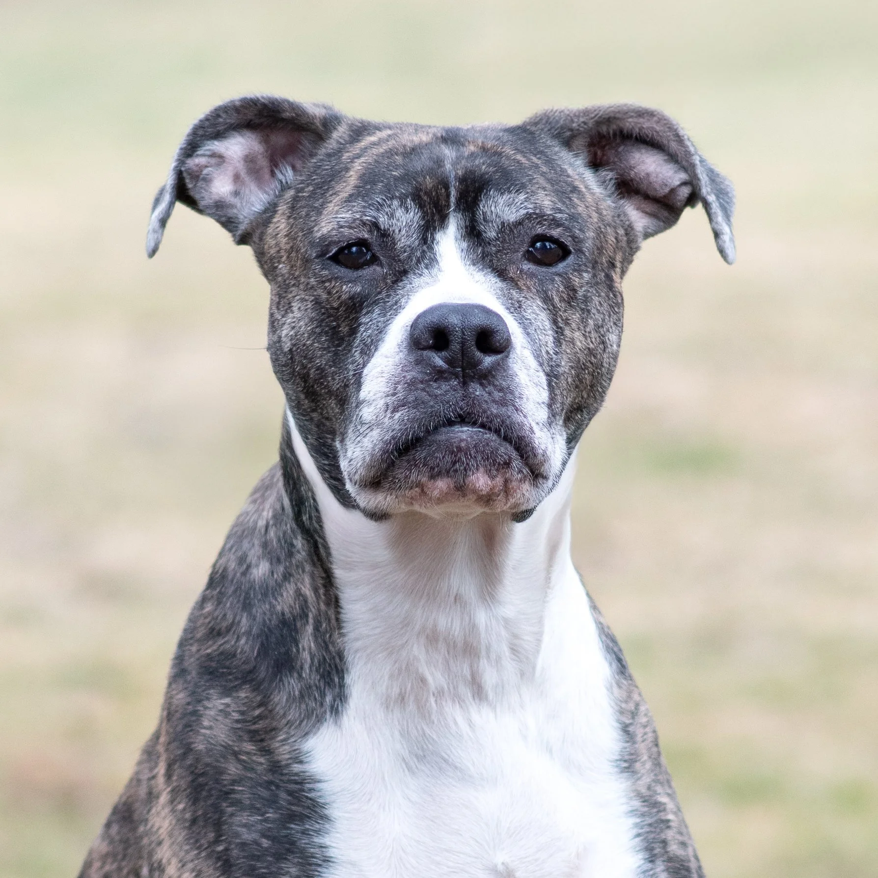 Adoptable Dogs — Dog Tales Rescue and Sanctuary