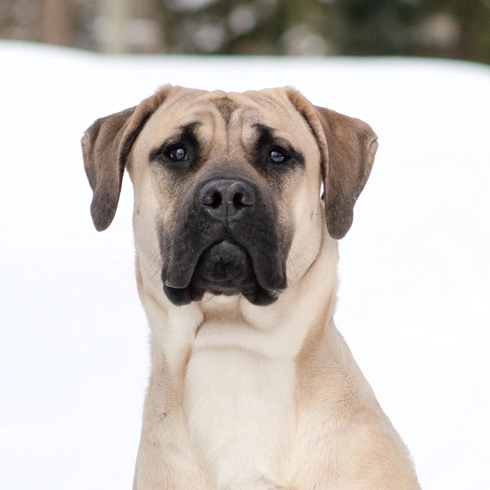 Adoptable Dogs — Dog Tales Rescue and Sanctuary