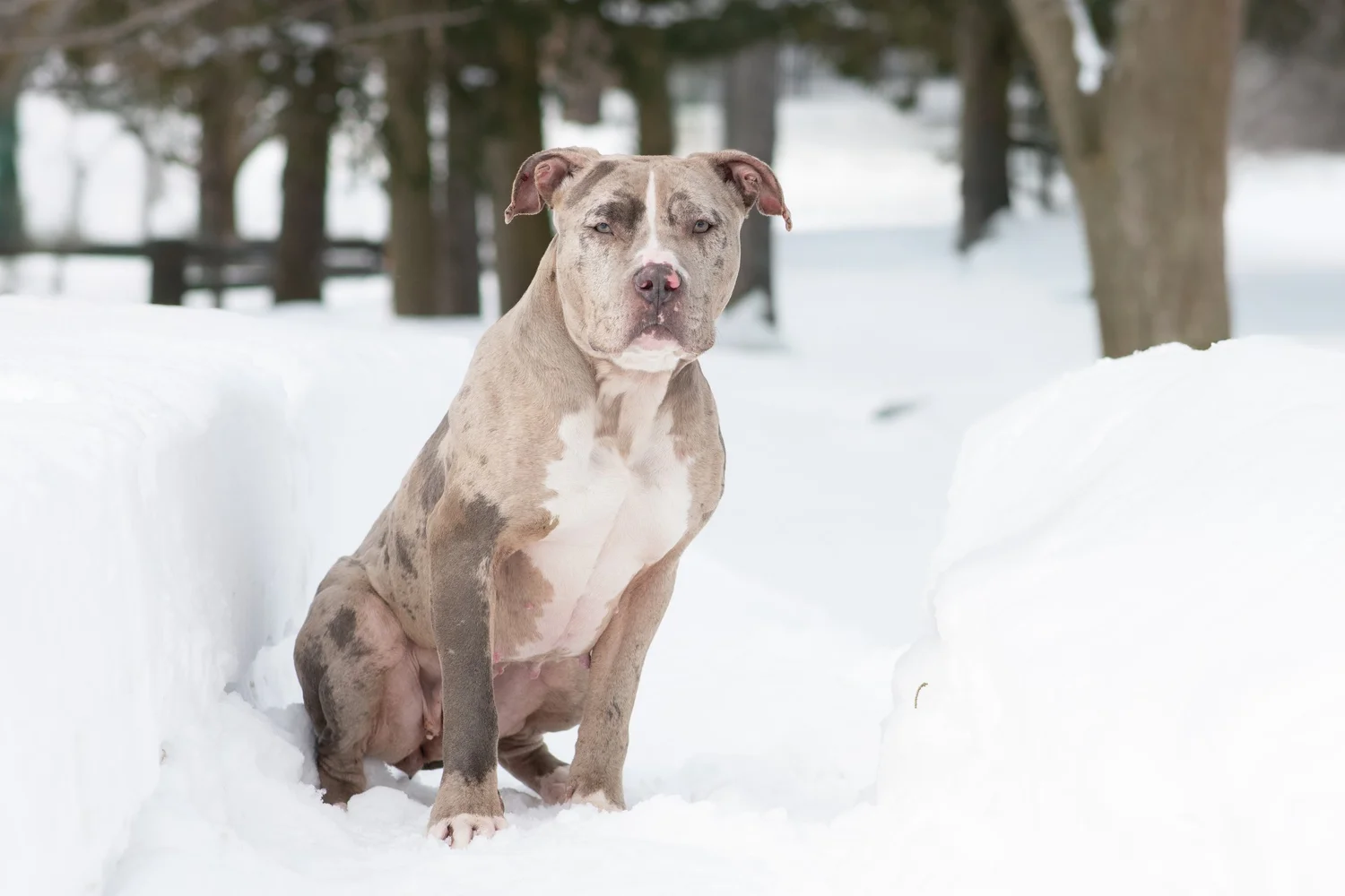 Ruby — Dog Tales Rescue and Sanctuary