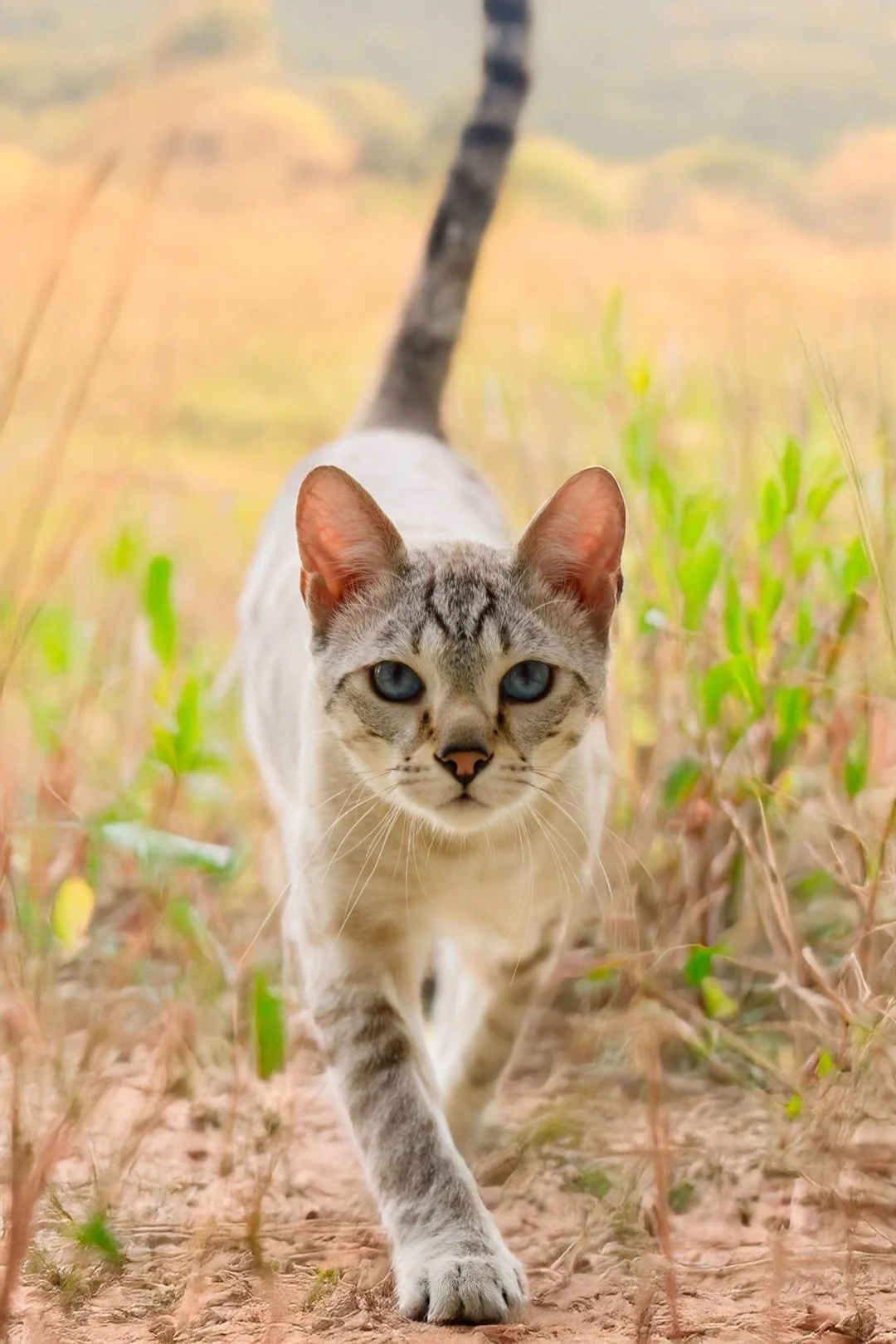Ash — Dog Tales Rescue and Sanctuary