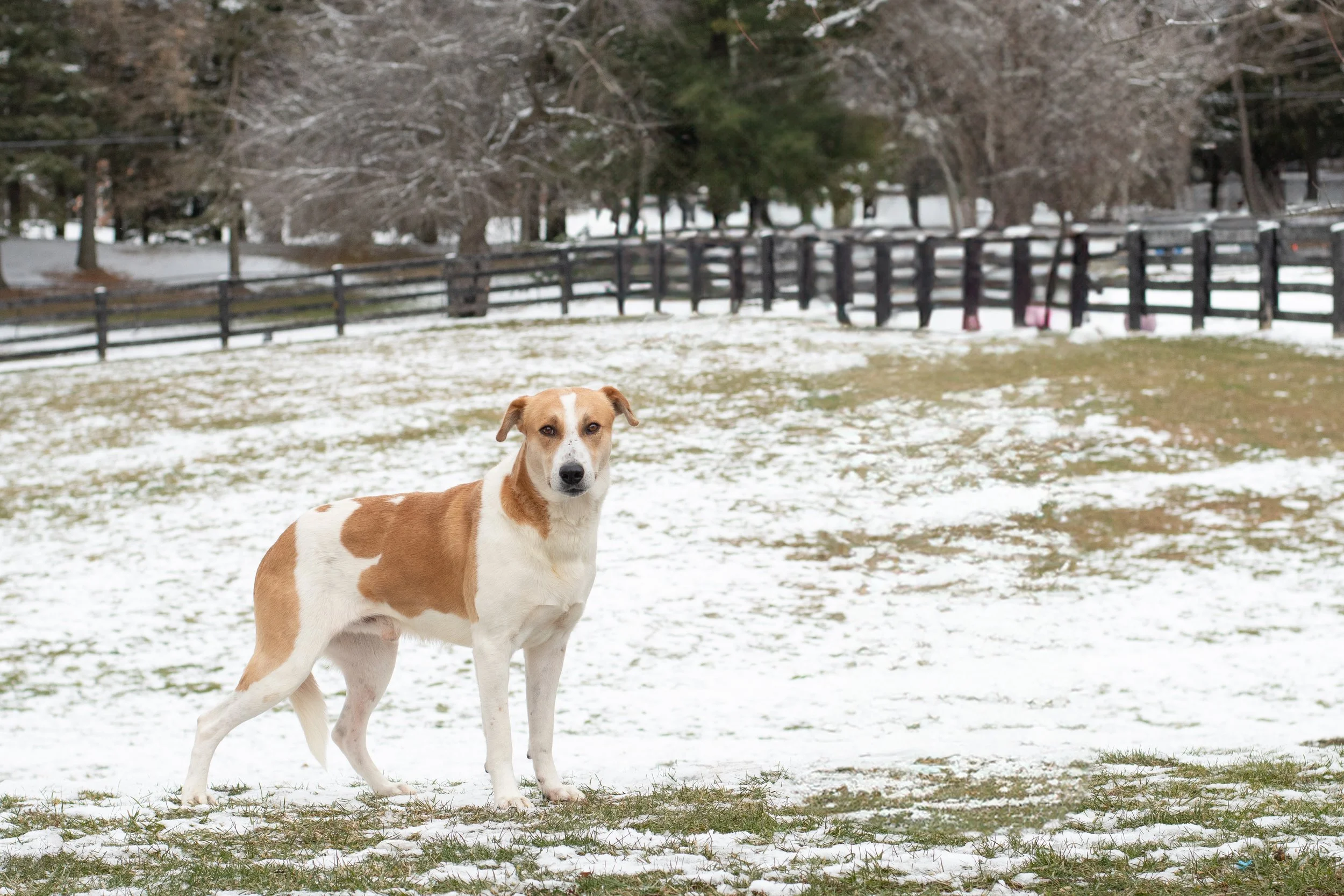 Jackie — Dog Tales Rescue and Sanctuary