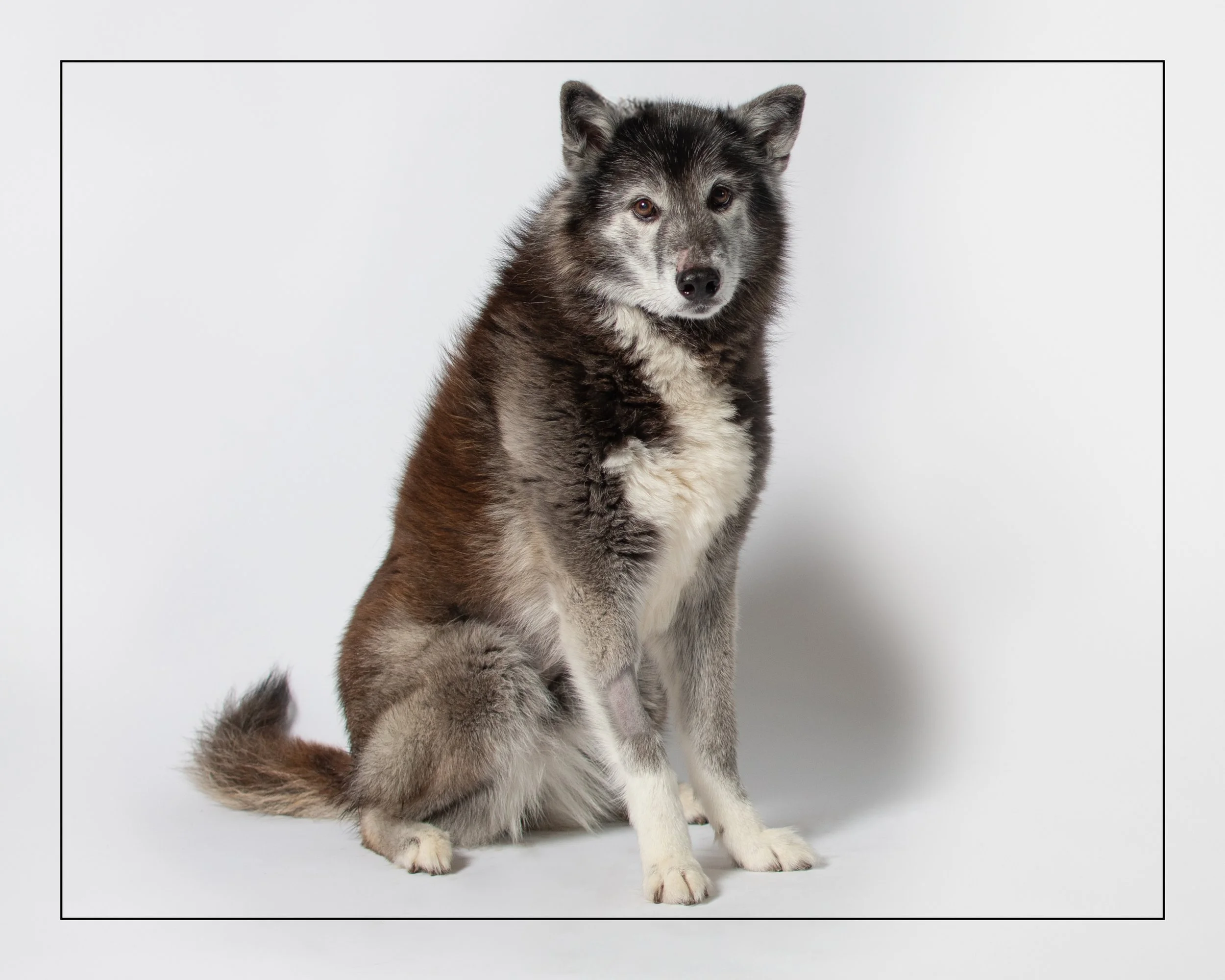 Luna — Dog Tales Rescue and Sanctuary