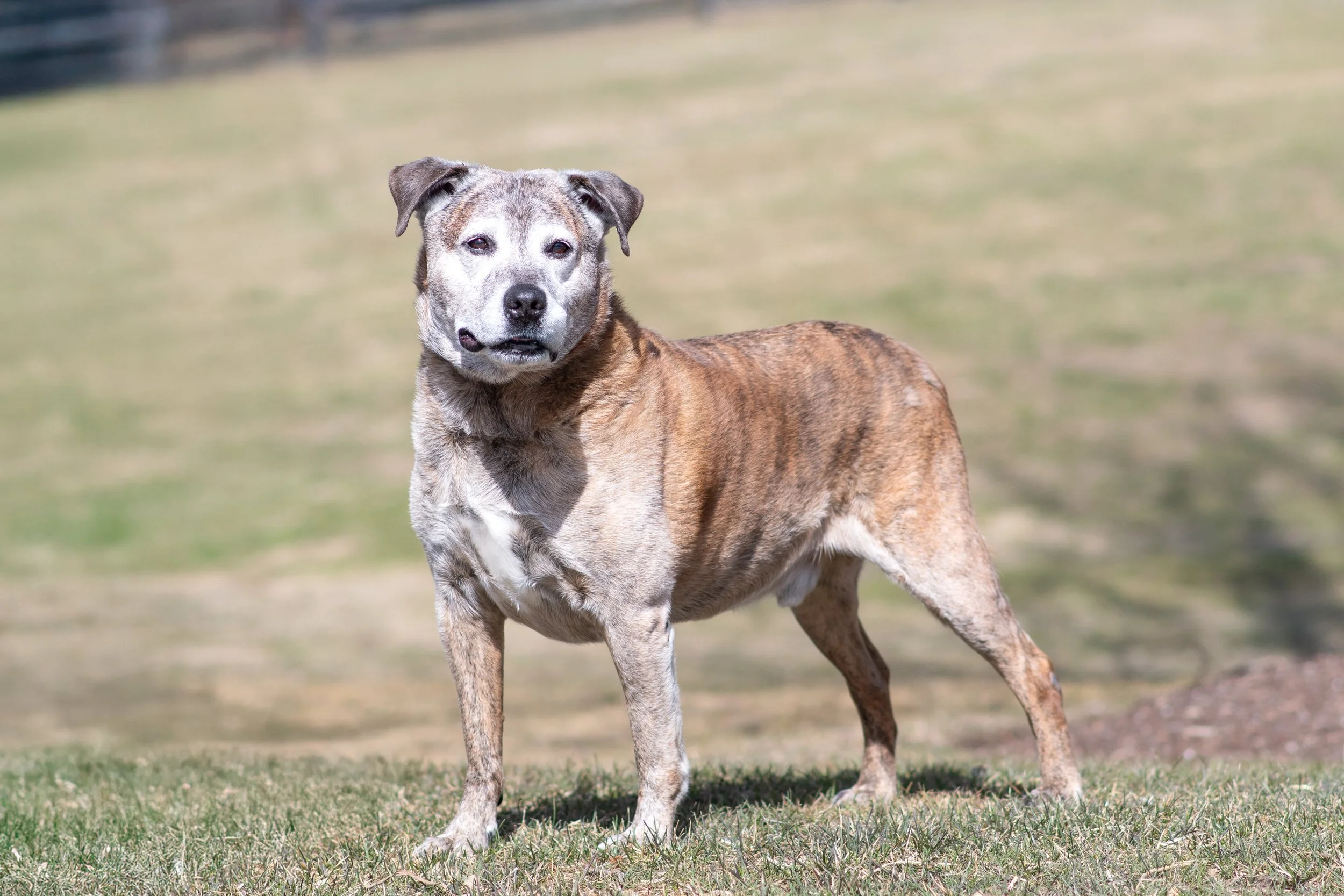 Rowan — Dog Tales Rescue and Sanctuary