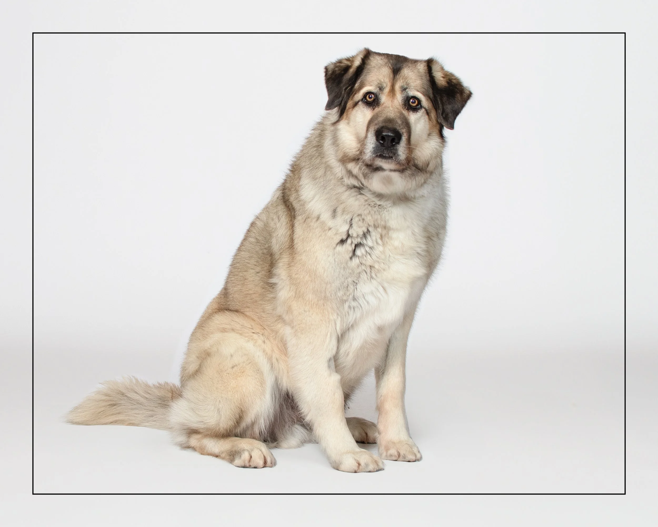 Sirius — Dog Tales Rescue and Sanctuary