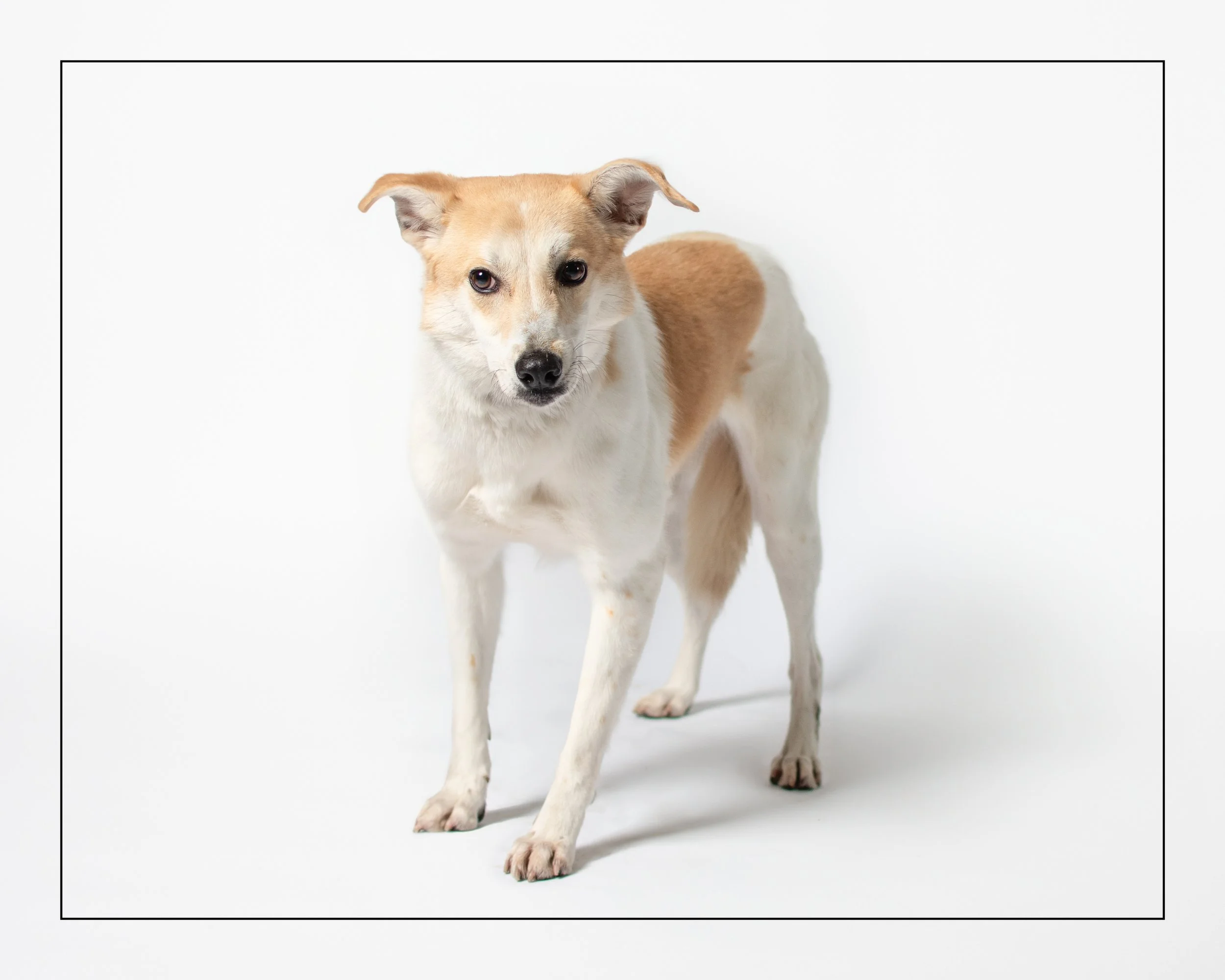 Spice — Dog Tales Rescue and Sanctuary