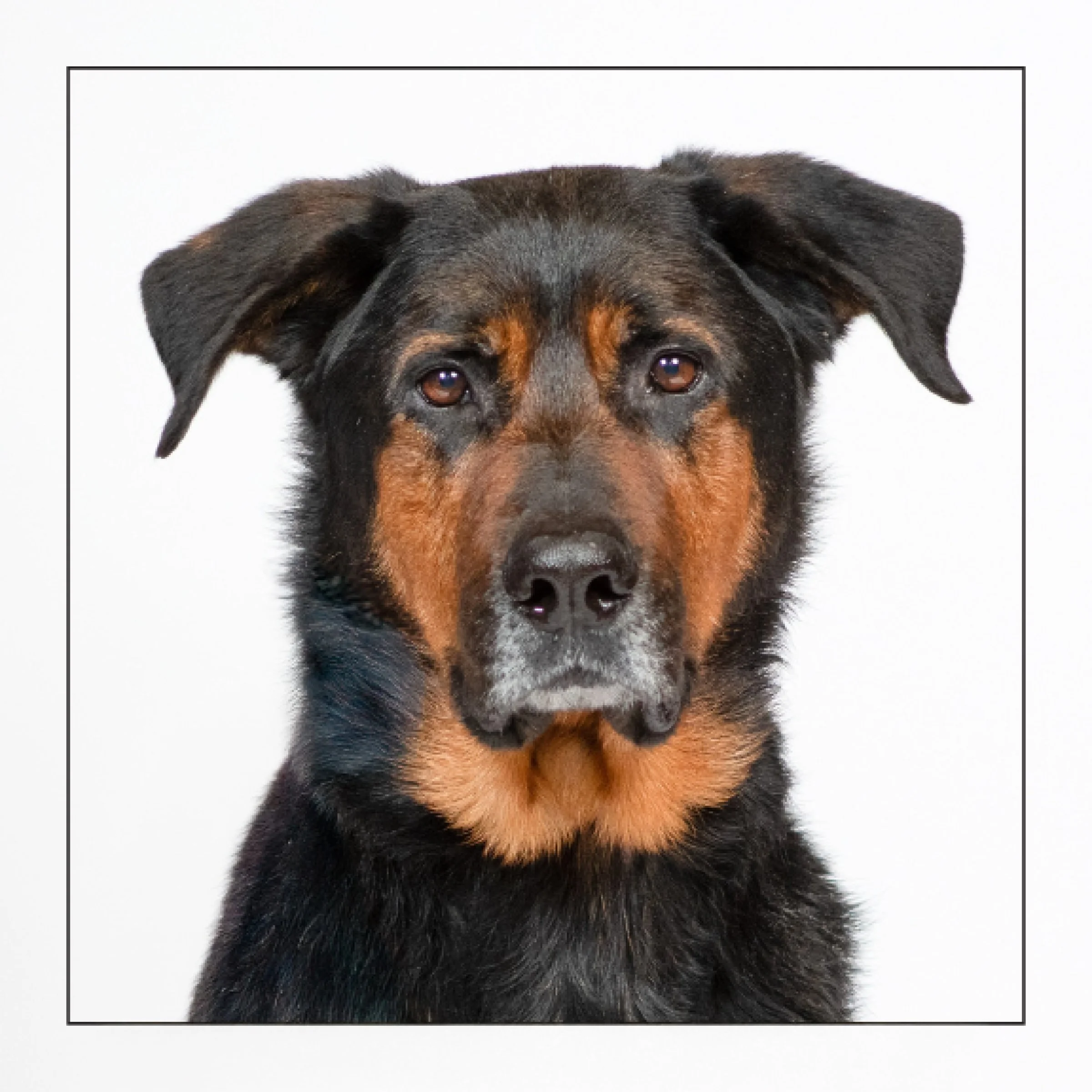 Adoptable Dogs — Dog Tales Rescue and Sanctuary