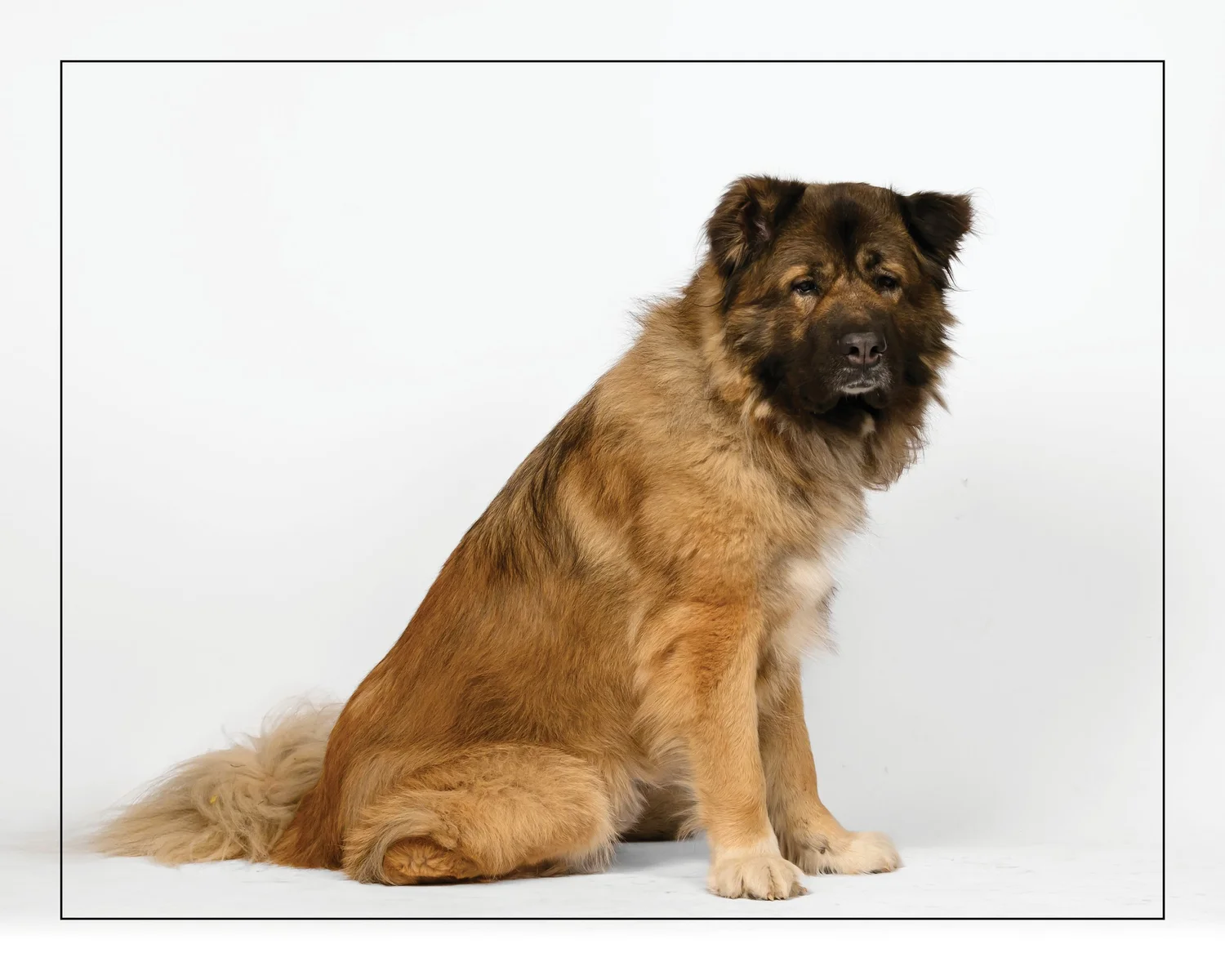 Kai 2 — Dog Tales Rescue and Sanctuary