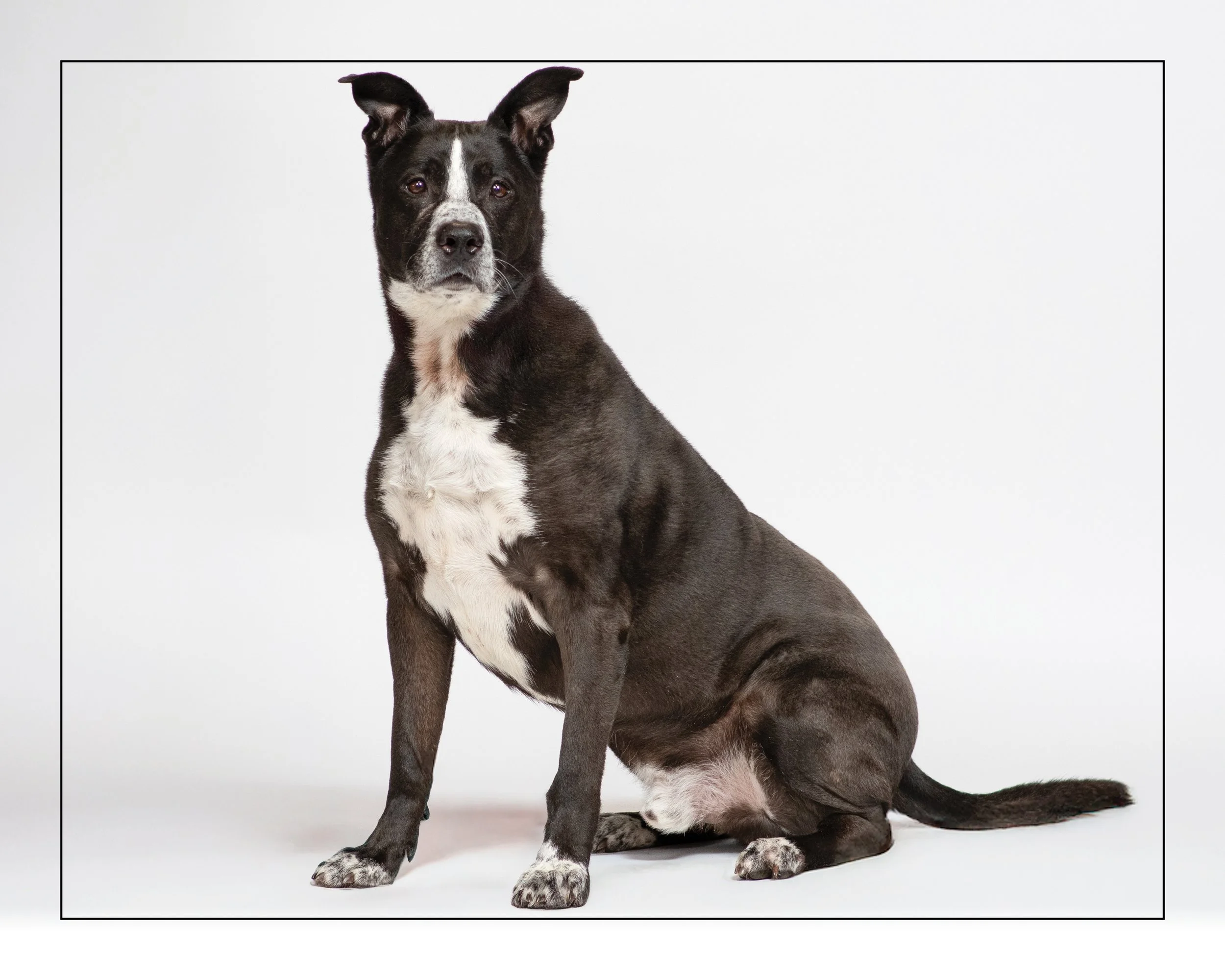 Fossa — Dog Tales Rescue and Sanctuary