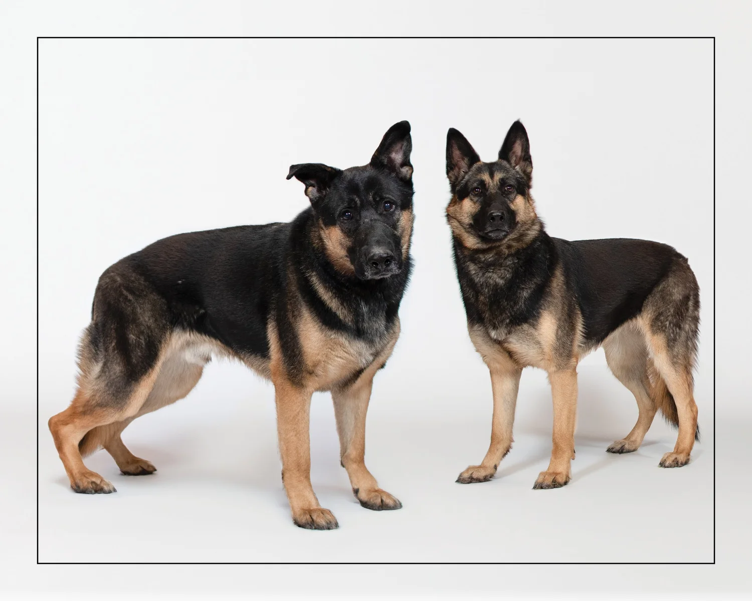 Aviah & Jeremiah — Dog Tales Rescue and Sanctuary