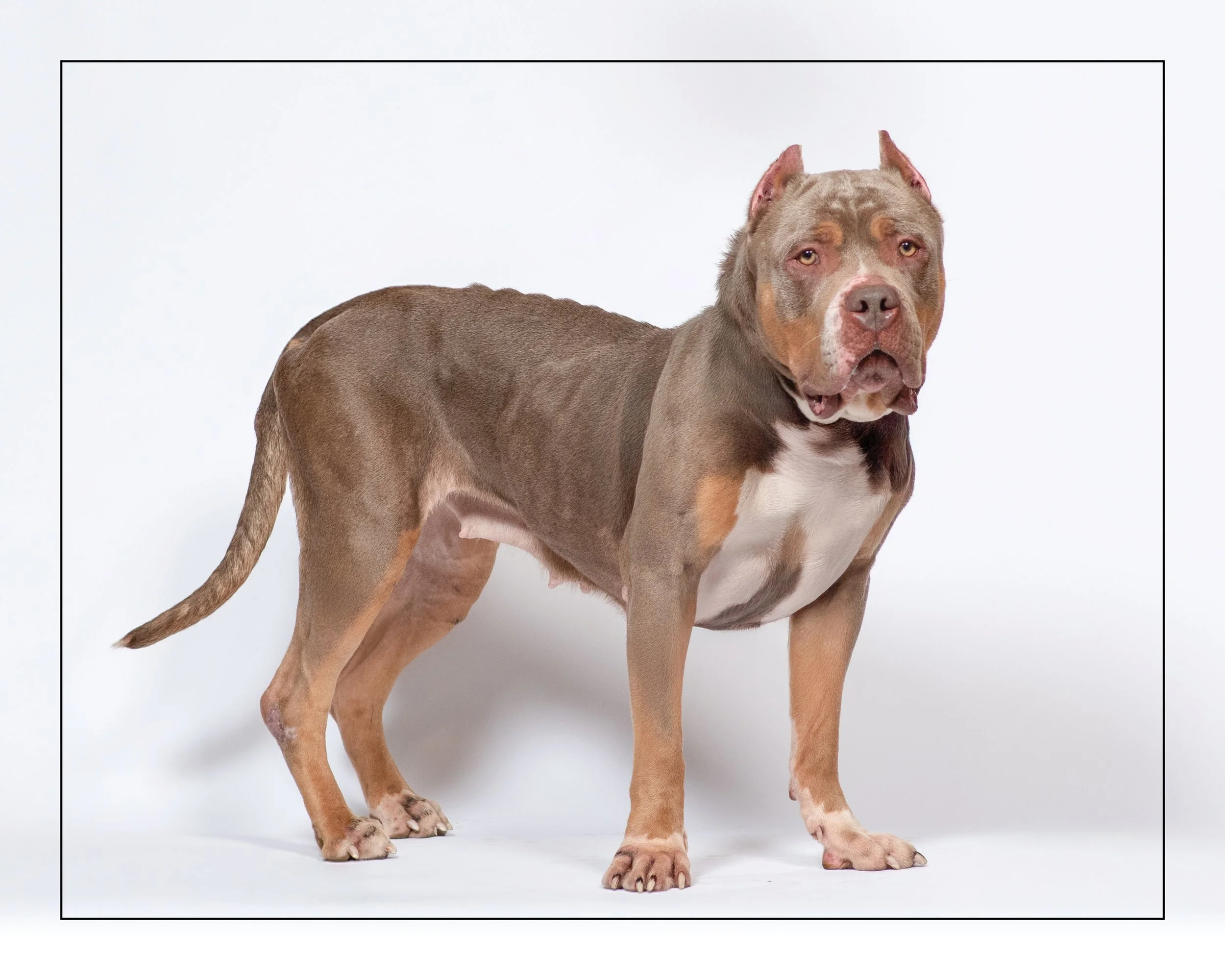 Dior — Dog Tales Rescue and Sanctuary