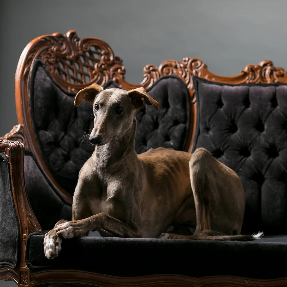 In Memory Of Michelle Brooks — Dog Tales Rescue and Sanctuary