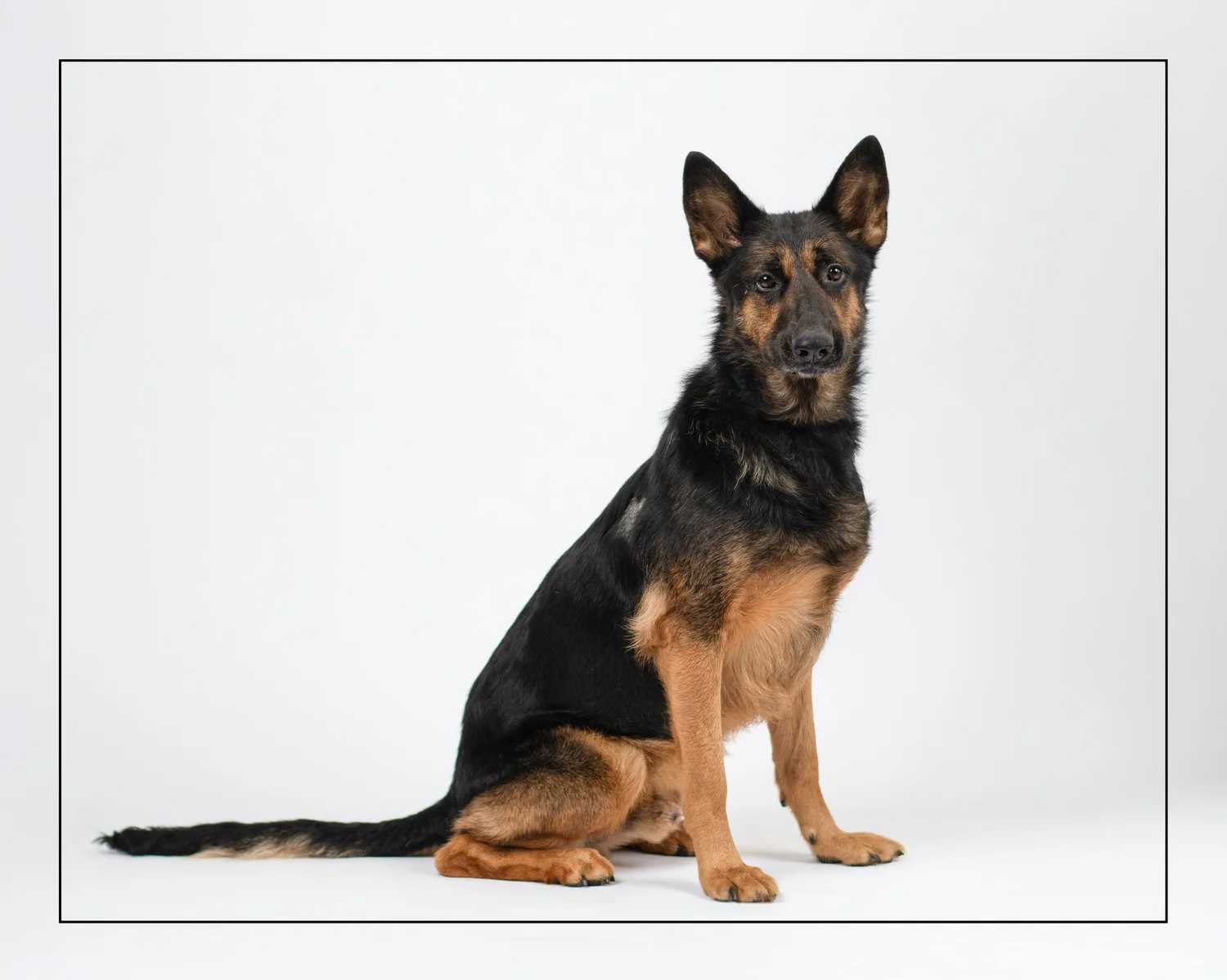 Trooper — Dog Tales Rescue and Sanctuary
