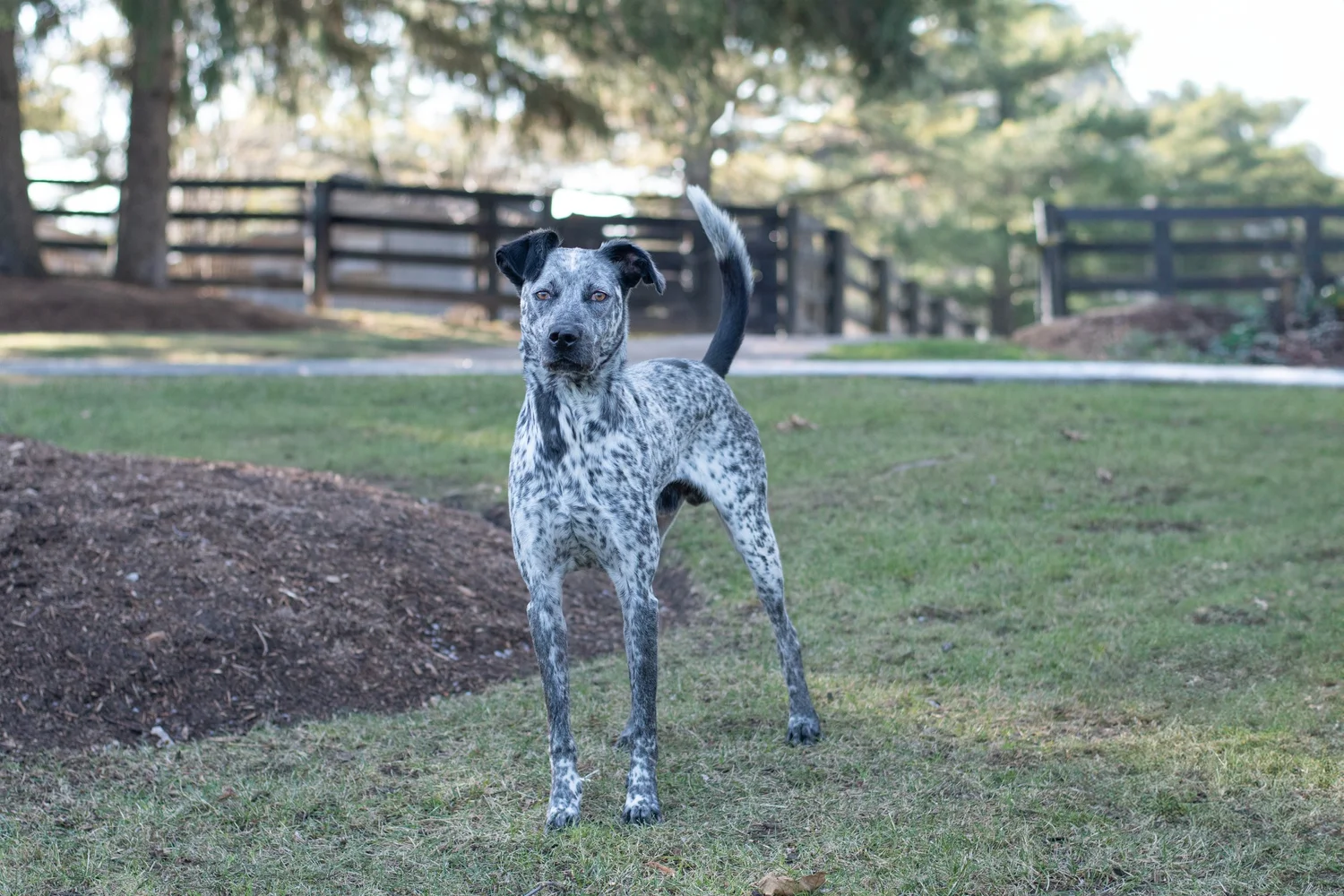 Timon — Dog Tales Rescue and Sanctuary