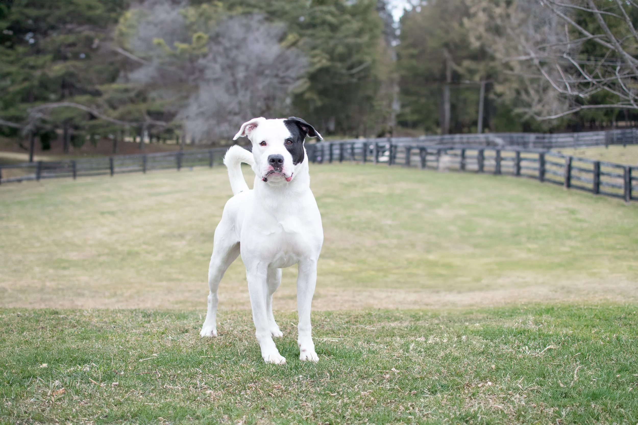 Rambo — Dog Tales Rescue and Sanctuary