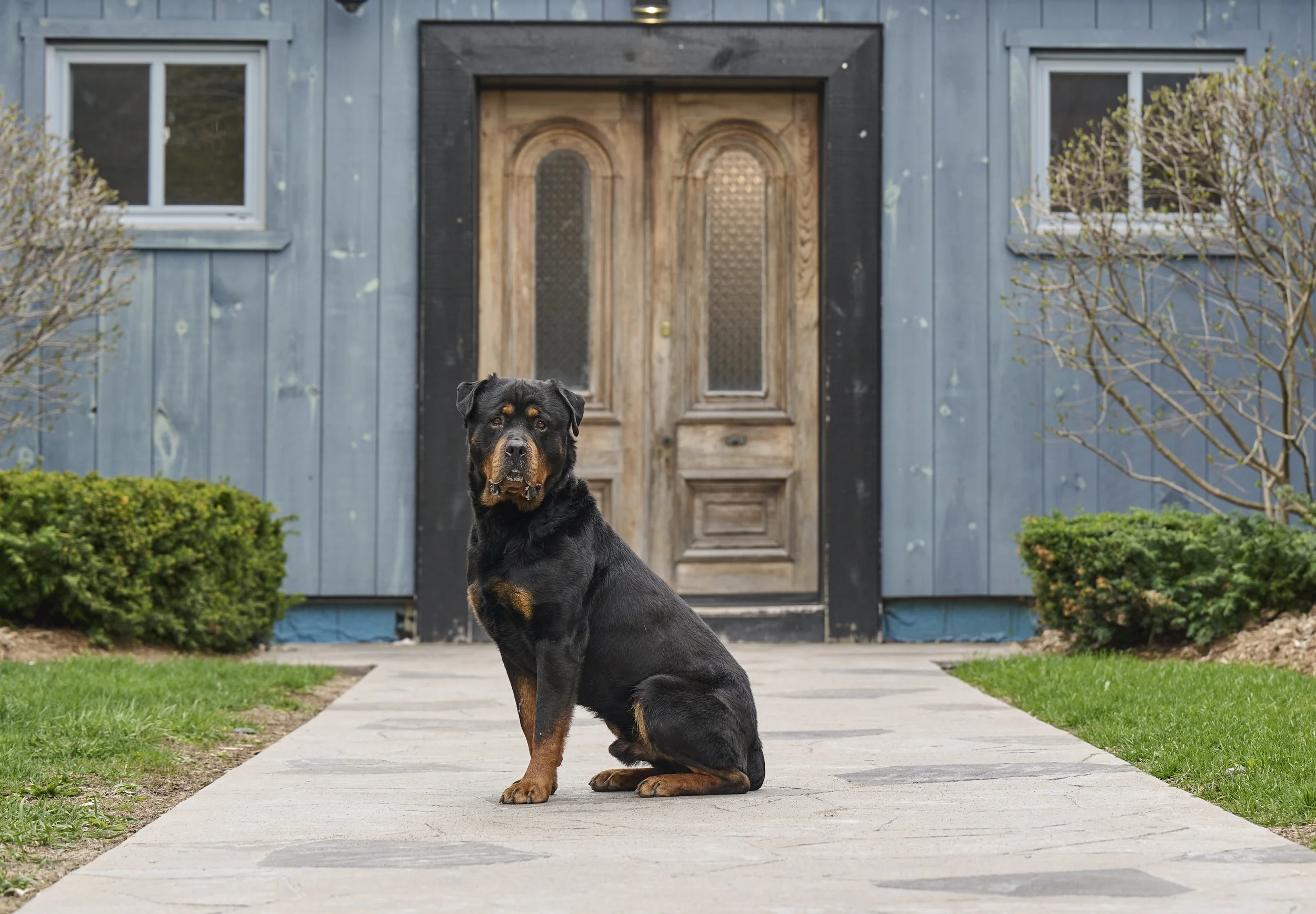 Choi — Dog Tales Rescue and Sanctuary