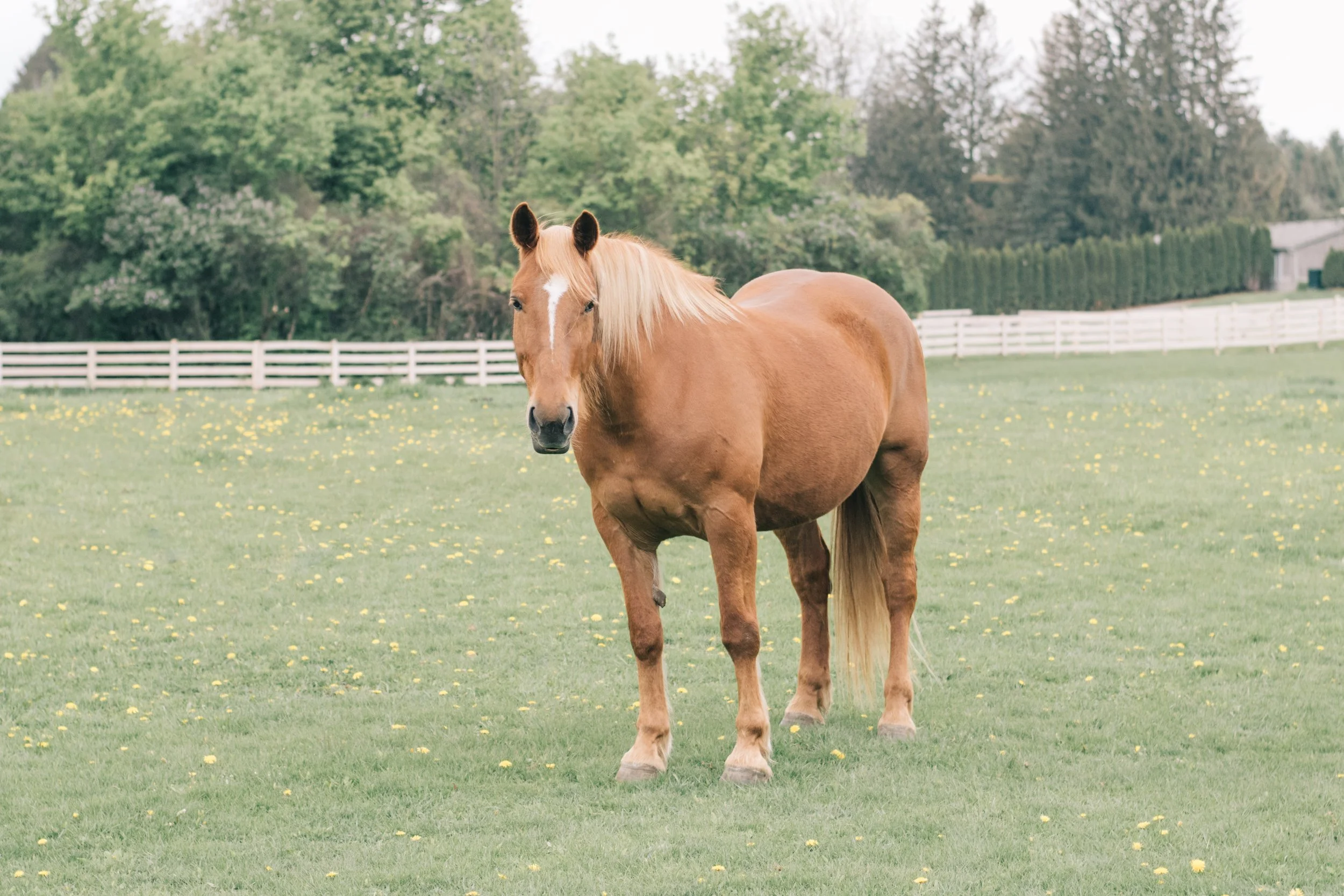 Amy — Dog Tales Rescue and Sanctuary