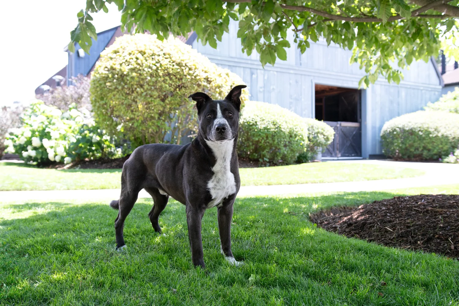 Fossa — Dog Tales Rescue and Sanctuary