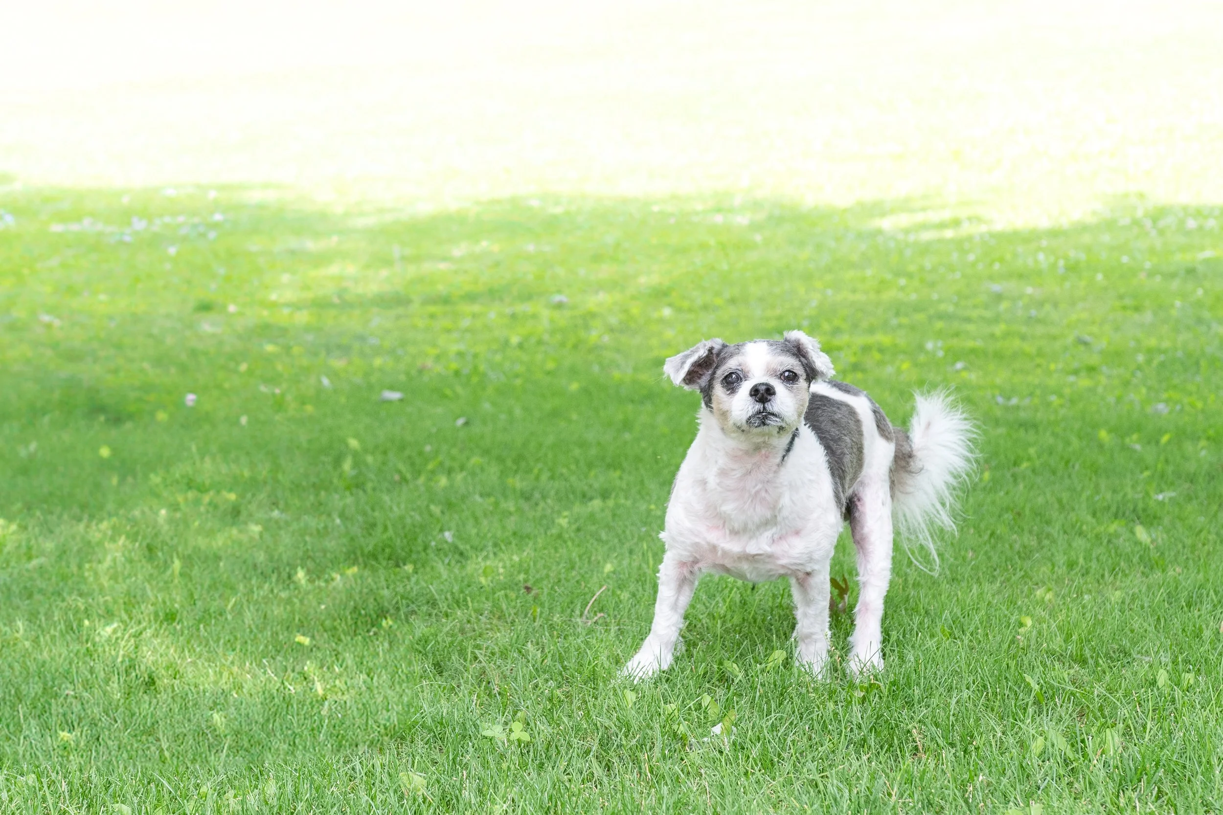 Romeo — Dog Tales Rescue and Sanctuary