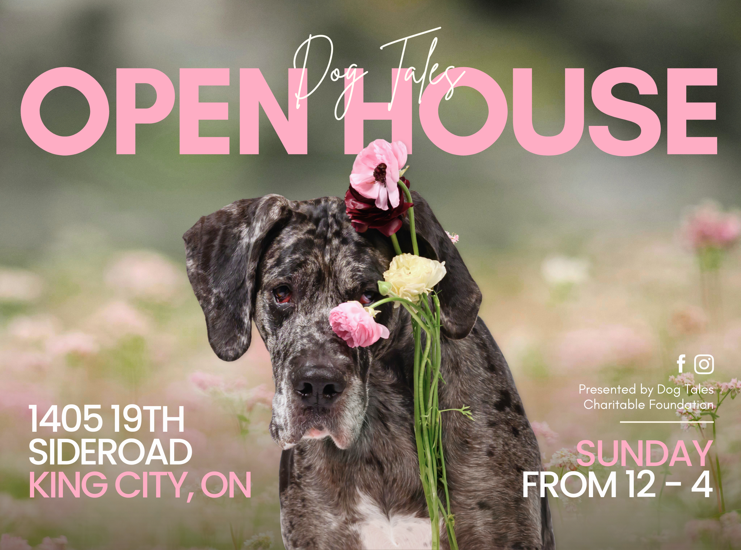 Dog Tales Rescue and Sanctuary