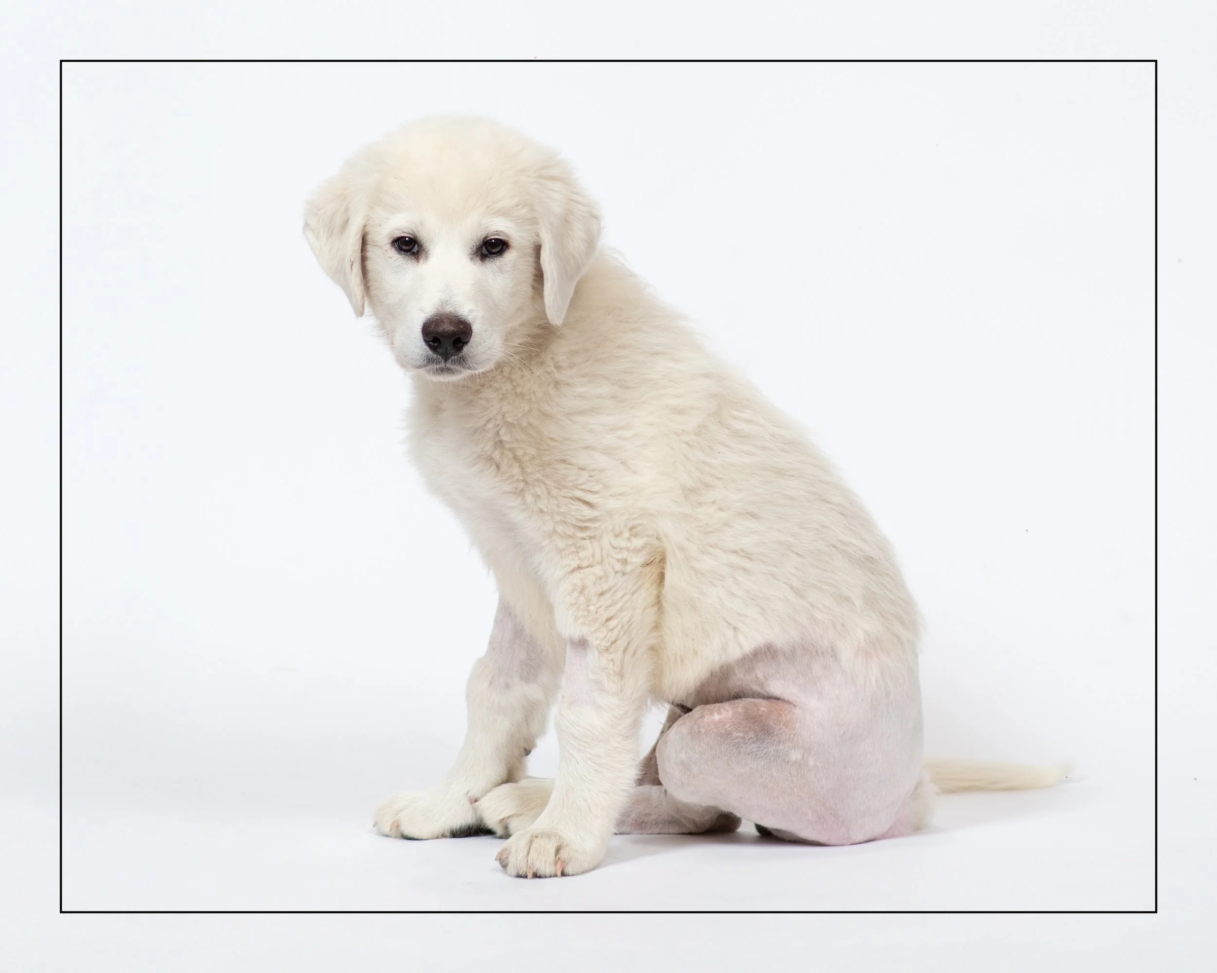 Ballu — Dog Tales Rescue and Sanctuary