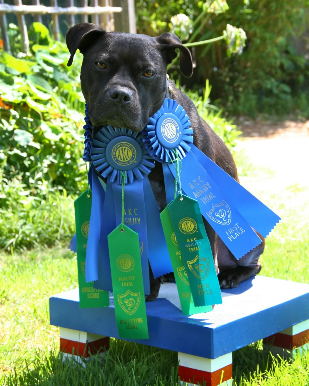 How Does A Dog Become A Grand Champion