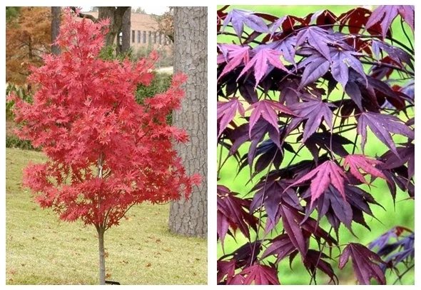 Blood Red Japanese Maple