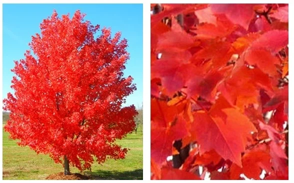 October Glory Maple — The Garden Kingdom