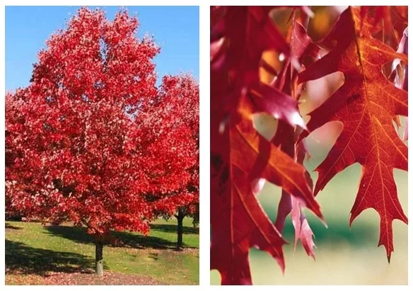 Northern Red Oak Information