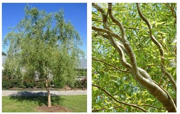 Corkscrew Willow — The Garden Kingdom