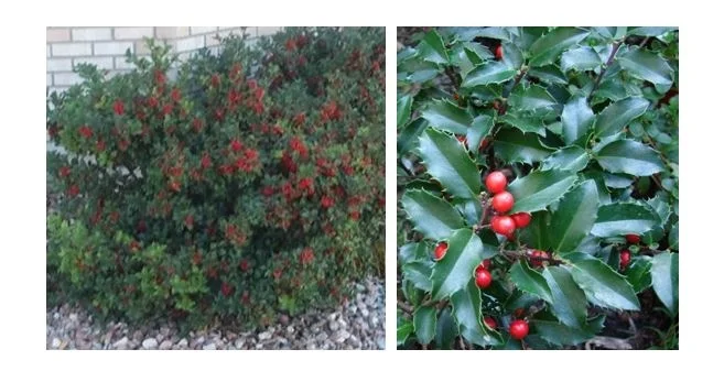 Blue Princess Holly — The Garden Kingdom