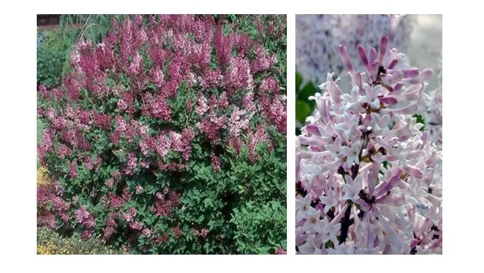 Miss Kim Lilac Tree